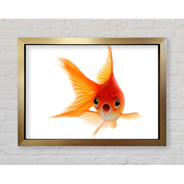 Bright Star Shocked Goldfish - Single Picture Frame Print | Wayfair.co.uk