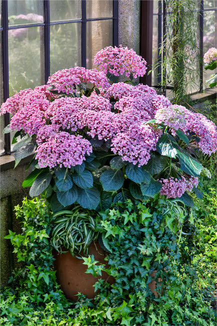 Winston Porter Pink Hydrangea In Pot At Longwood Gardens Conservatory ...