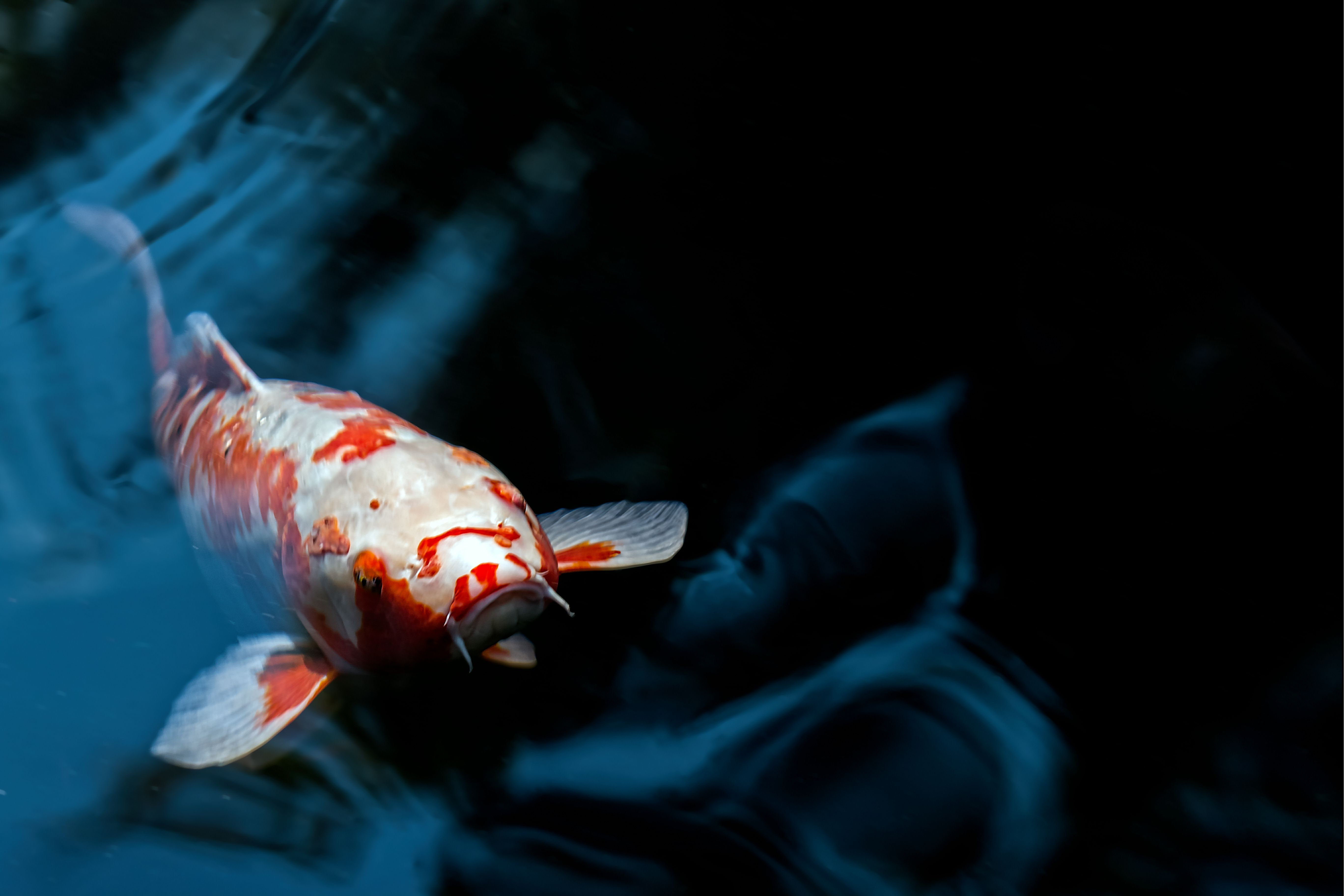 Bay Isle Home™ Single Koi in Pond by Kbytes - Wrapped Canvas Photograph ...