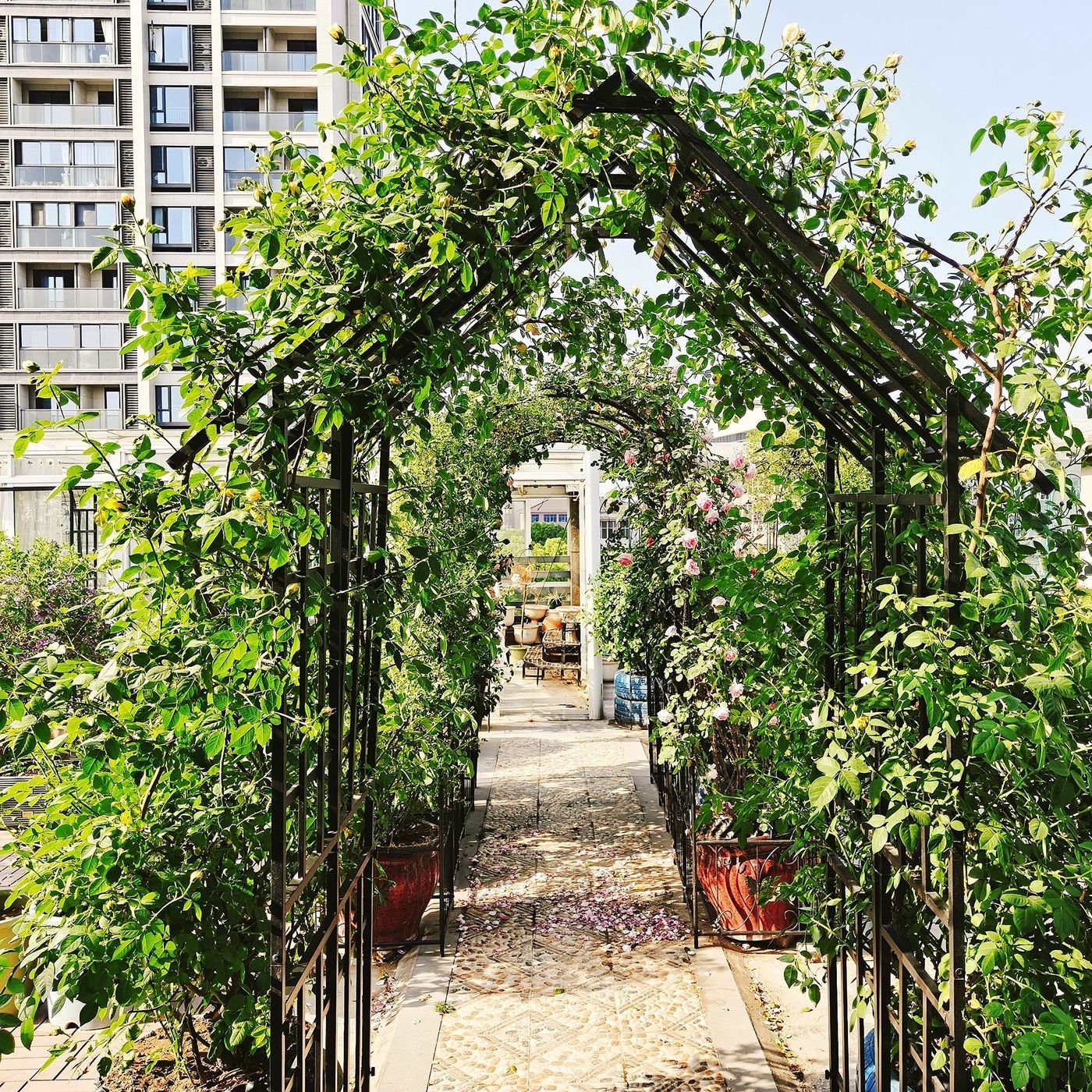 Arlmont & Co. Metal Garden Arch With Gate W58.07*H97.24 Climbing Plants ...