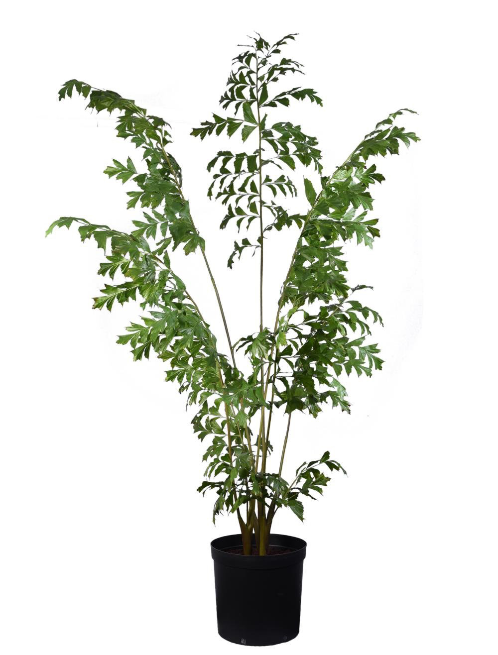 Gold Eagle USA Fish Tail Palm Potted | Wayfair