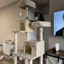 Archie & Oscar™ Timmins 78.3" Multi-Level Cat Tree with Cat Scratching ...