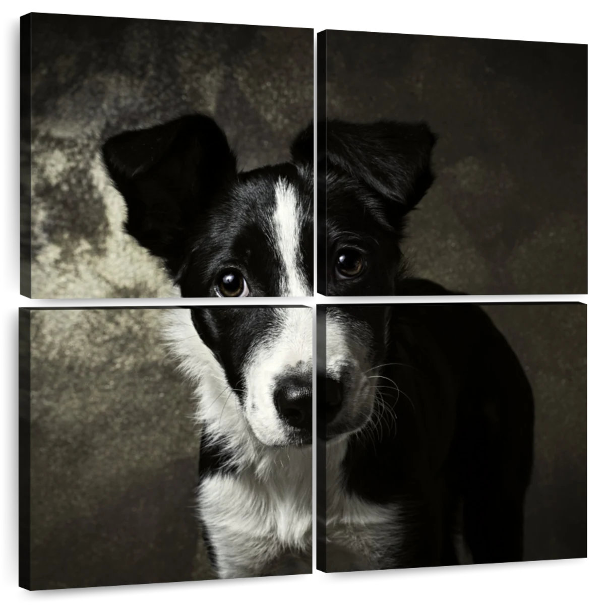 Winston Porter Border Collie Puppy | Wayfair