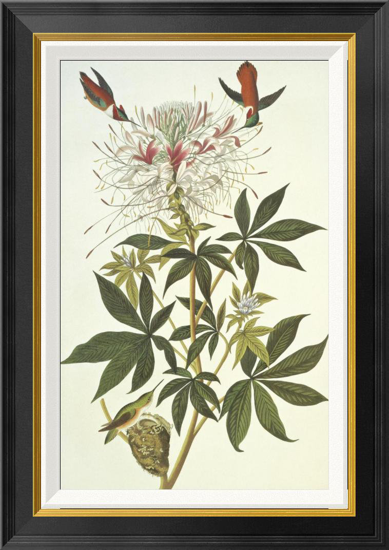 Global Gallery Ruff-Necked Hummingbird by James Audubon - Picture Frame ...
