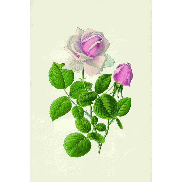 House of Hampton® Vintage Tea Rose Drawing On Canvas Painting - Wayfair ...