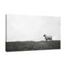 Jaxson Rea "Islay Sheep II" Gallery Wrapped Canvas By Laura Marshall ...