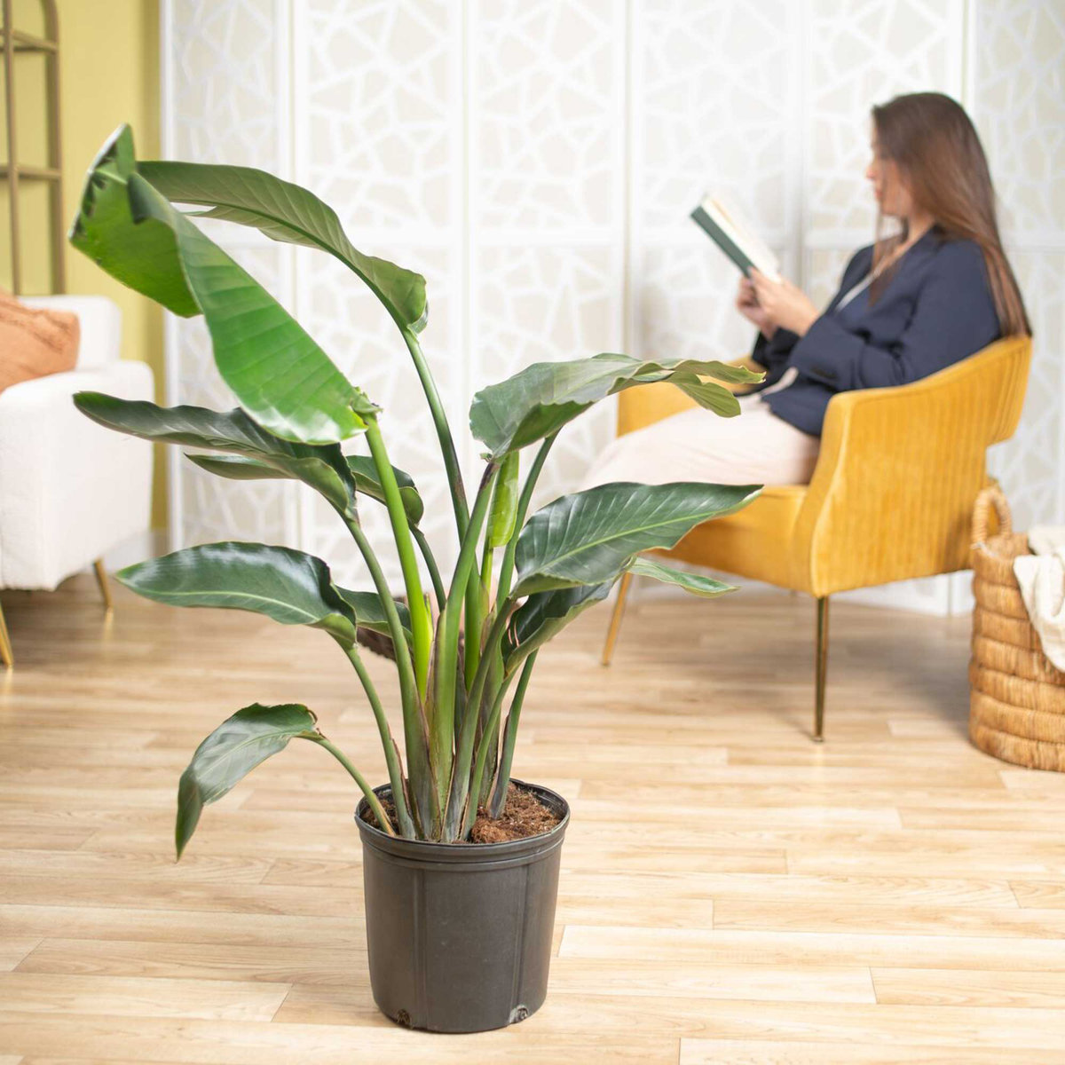 Costa Farms Indoor White Bird of Paradise House Plant in 10-inch ...