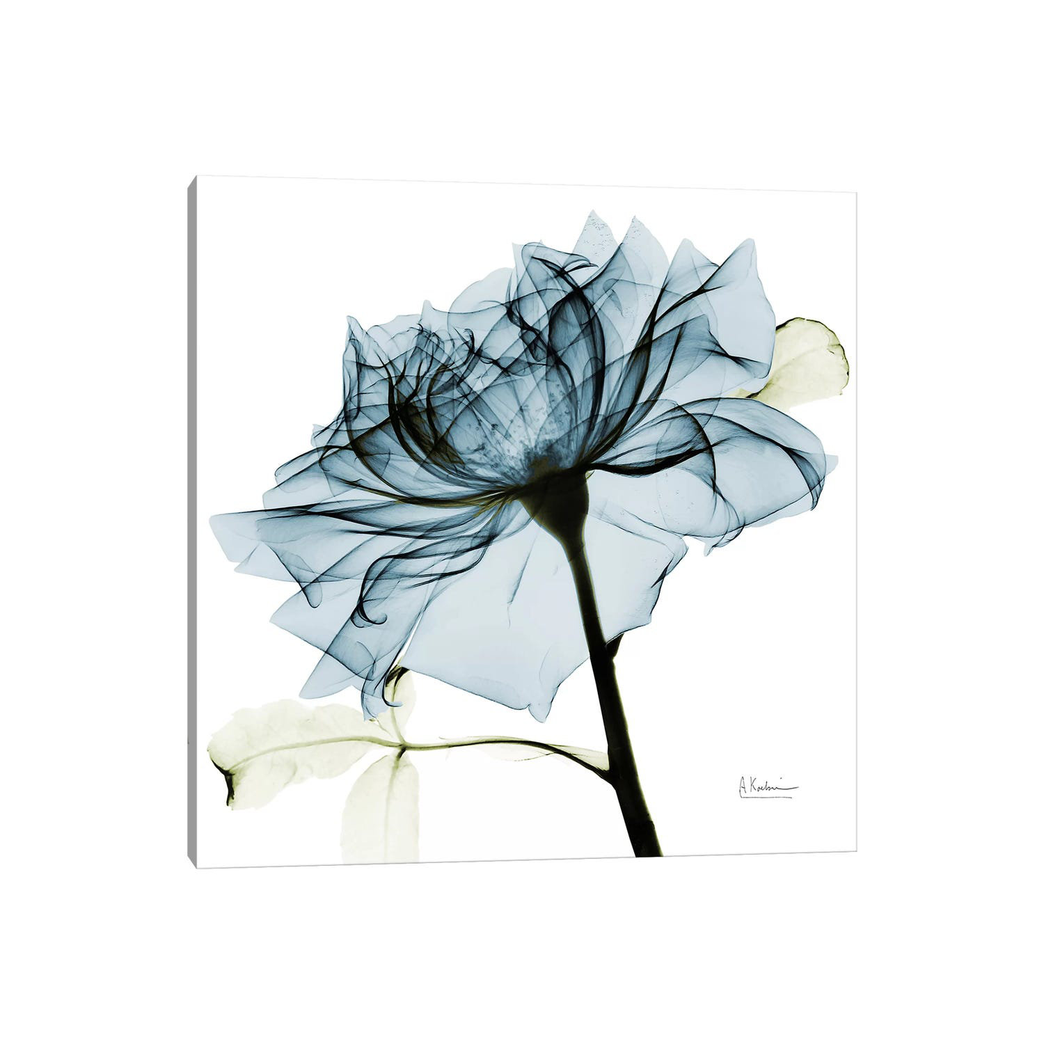 Latitude Run Rose III by Albert Koetsier - Wrapped Canvas Art Prints ...