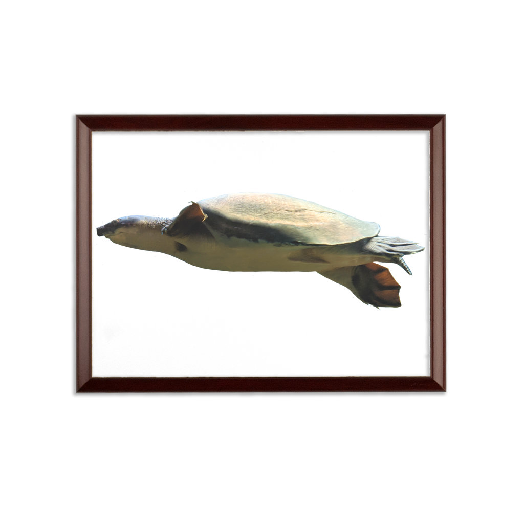 Bay Isle Home™ Turtle Sublimation Wall Plaque - Wayfair Canada