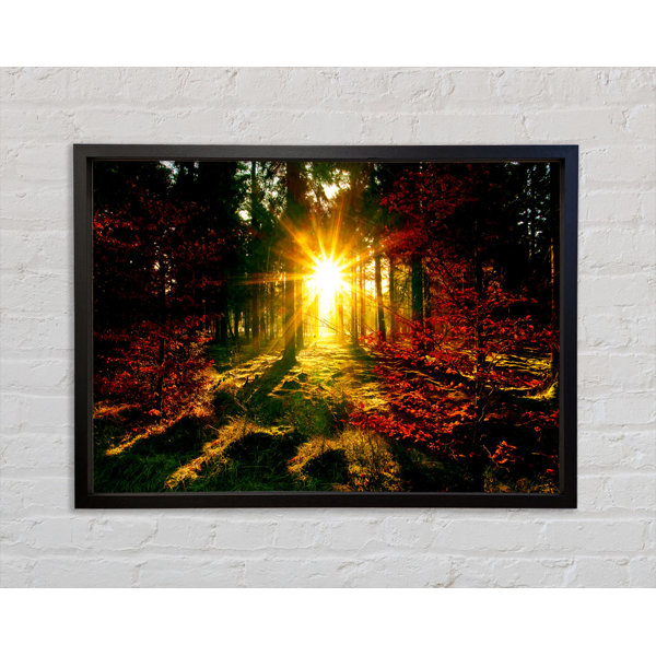 Bright Star The Beaming Forest Sun - Single Picture Frame Art Prints on ...