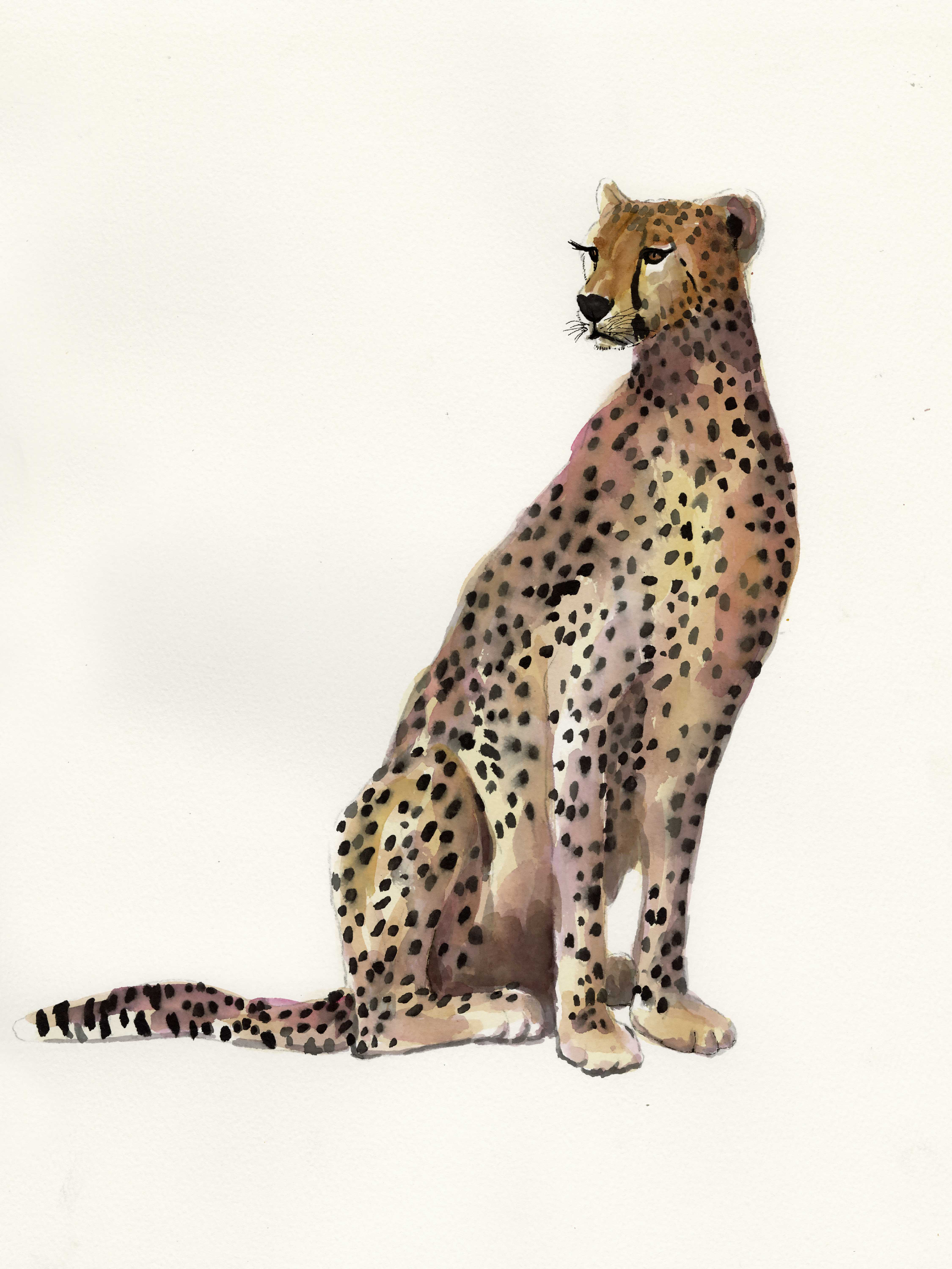 Bungalow Rose Cheetah 4 - Wrapped Canvas Print | Wayfair