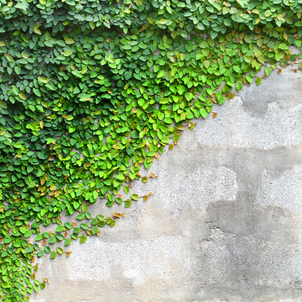 Hokku Designs The Green Creeper Plant - Wrapped Canvas Photograph | Wayfair