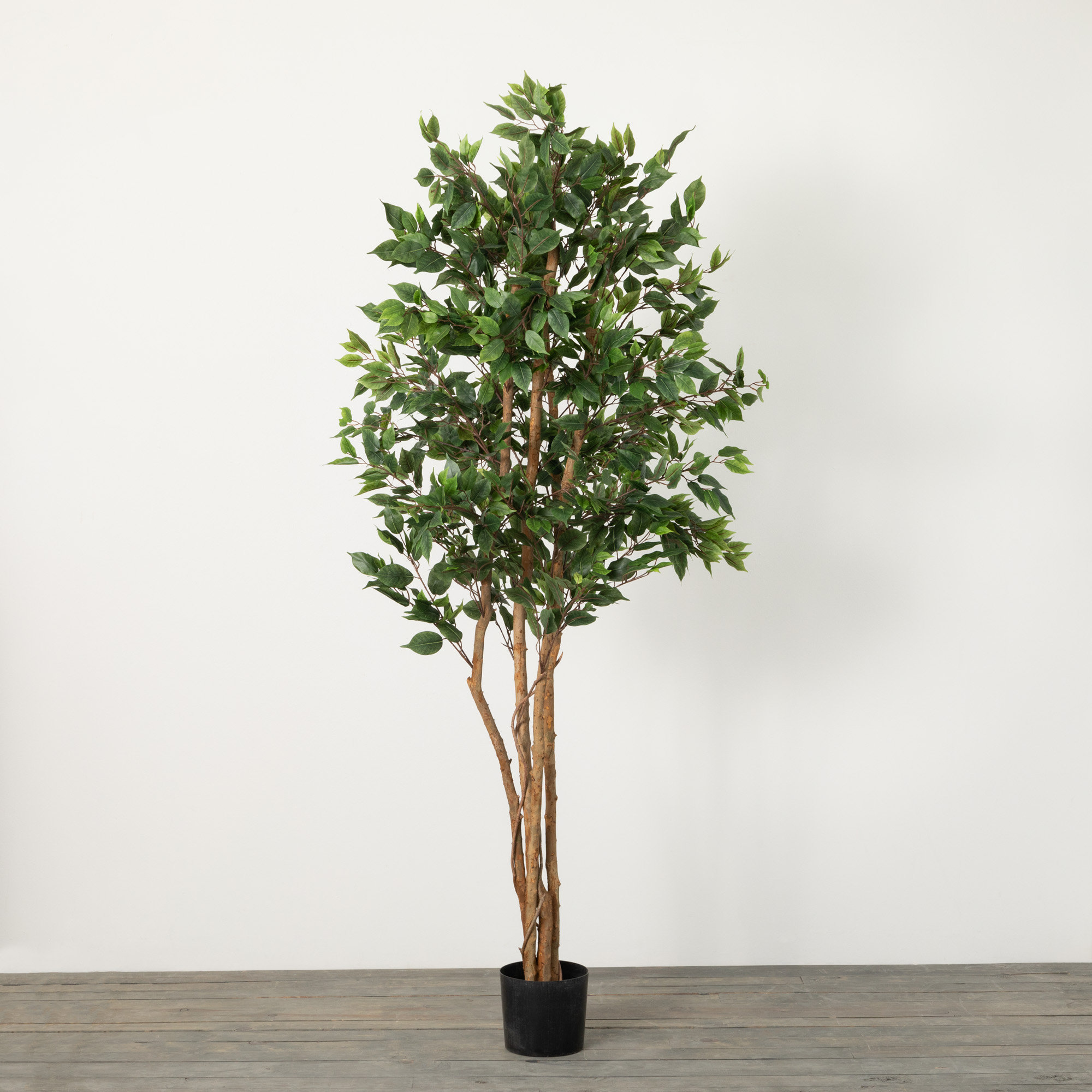 Primrue 7'2" Artificial Oversized Potted Ficus Tree; Green - Wayfair Canada