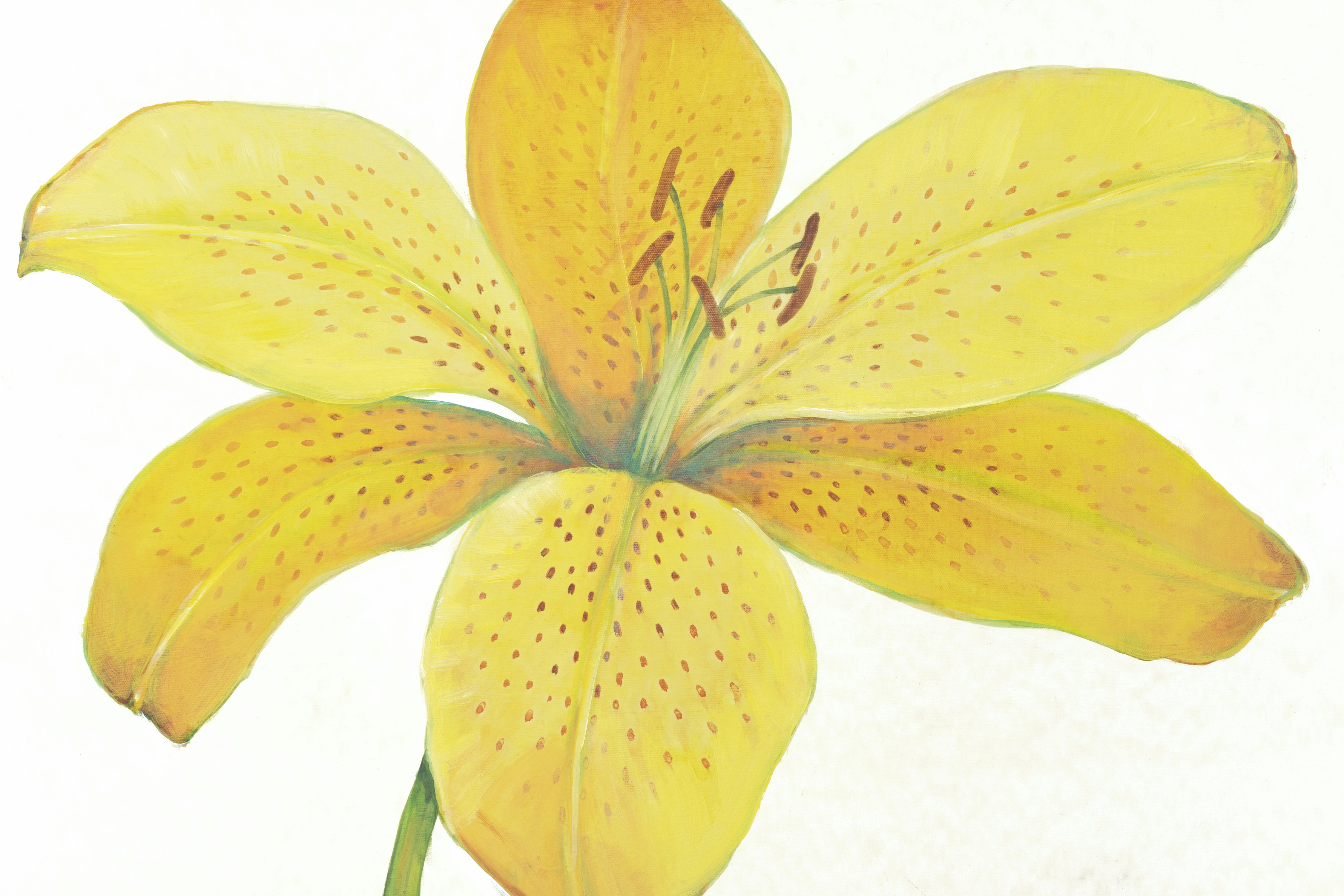 Rosalind Wheeler Citron Tiger Lily II by Timothy O' Toole - Wrapped ...