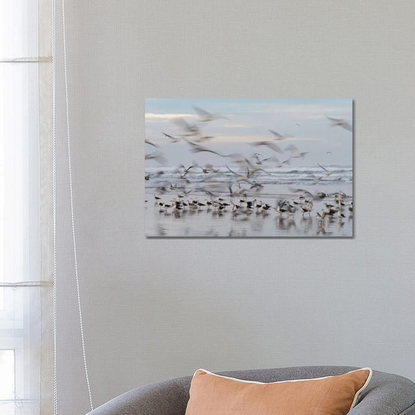 Highland Dunes Africa, Morocco, Casablanca. Flurry Of Seagulls On Ocean ...