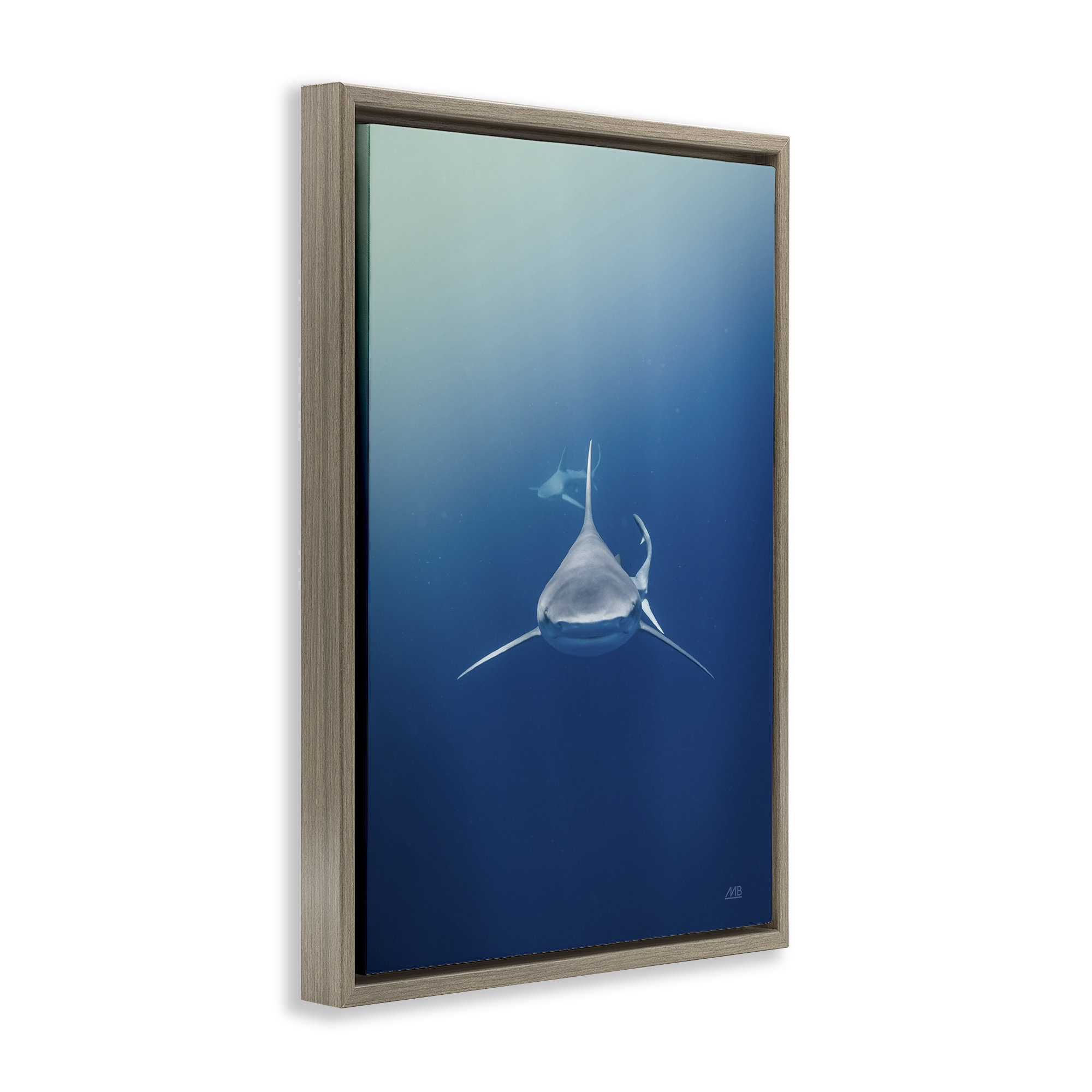 Beachcrest Home Heads Up Shark Floater Canvas by Max Blakesberg Studios ...