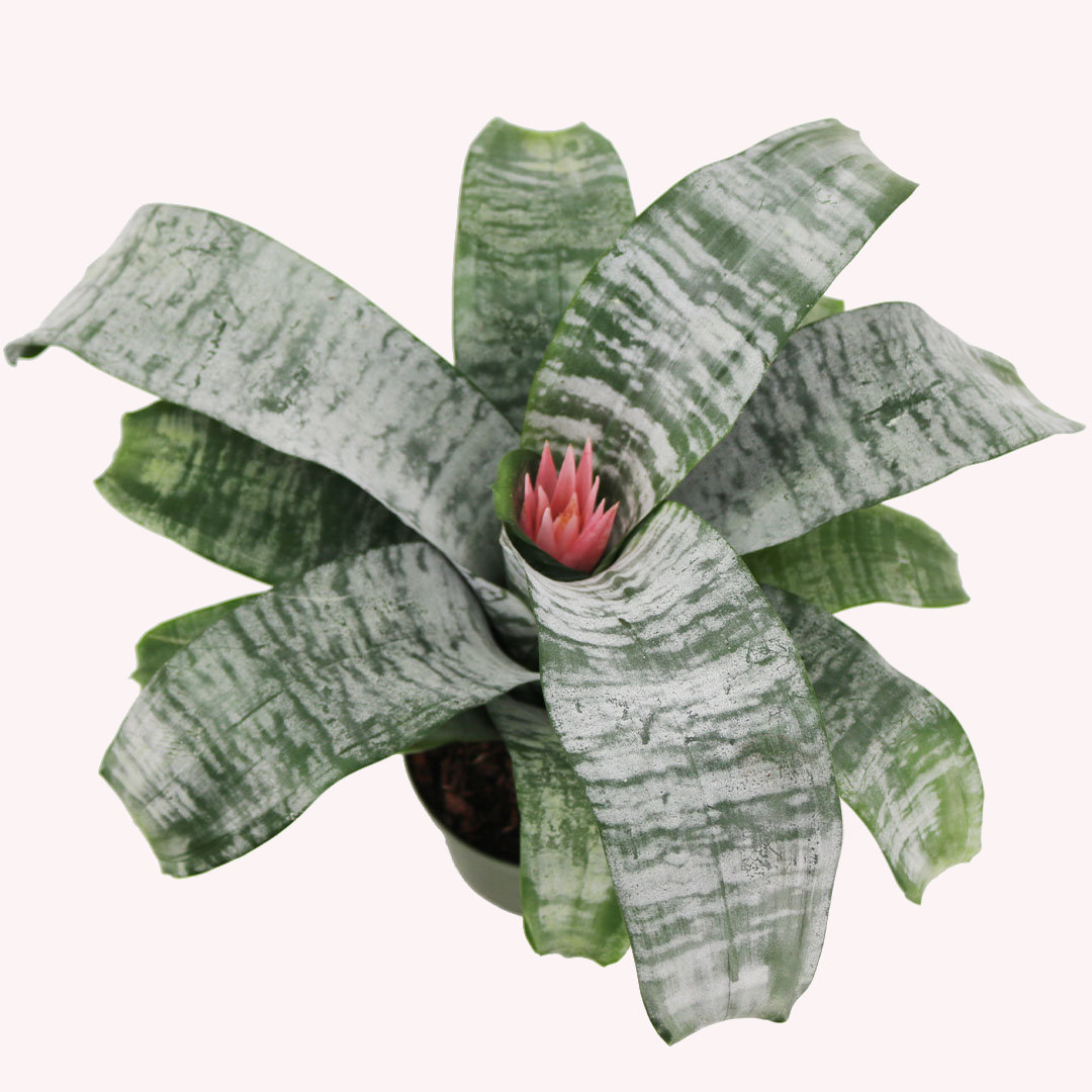 American Plant Exchange Pink Flowering Bromeliad, Aechmea Fasciata, 6 ...