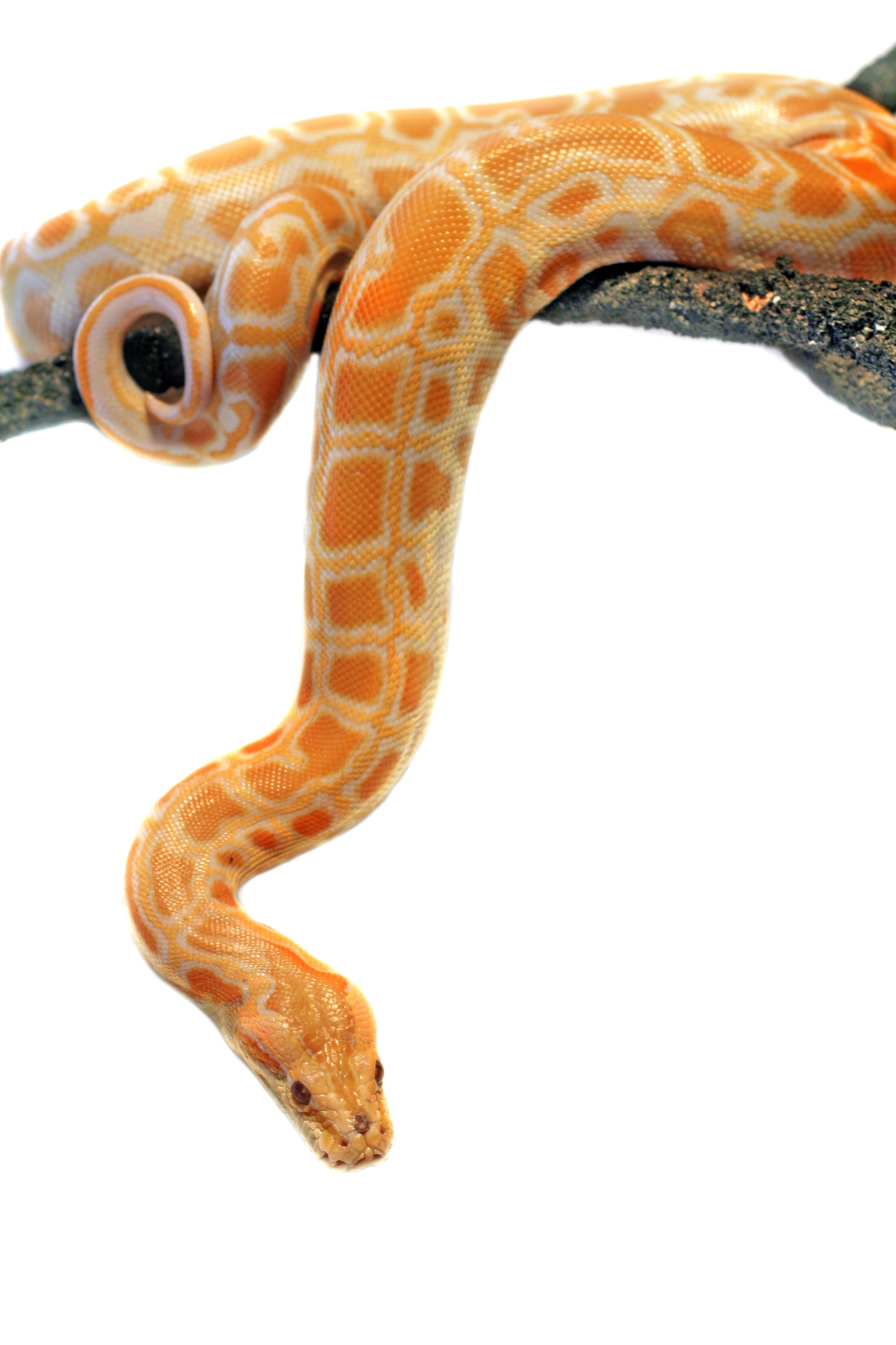 Ebern Designs A Python Hanging on a Tree on a White Background by ...