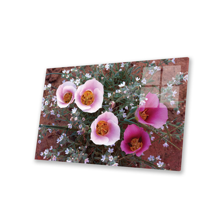Latitude Run® Sego Lily Group, State Flower Of Utah, Canyonlands ...