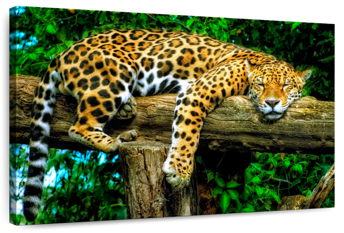 Ebern Designs Brampt Sleepy Jaguar | Wayfair