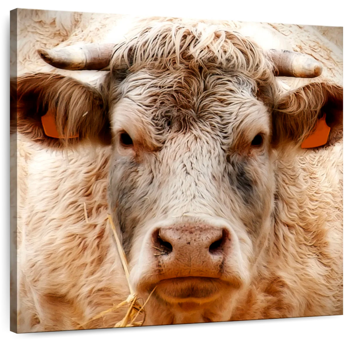 Ebern Designs Brampt Mighty Bull - Wayfair Canada