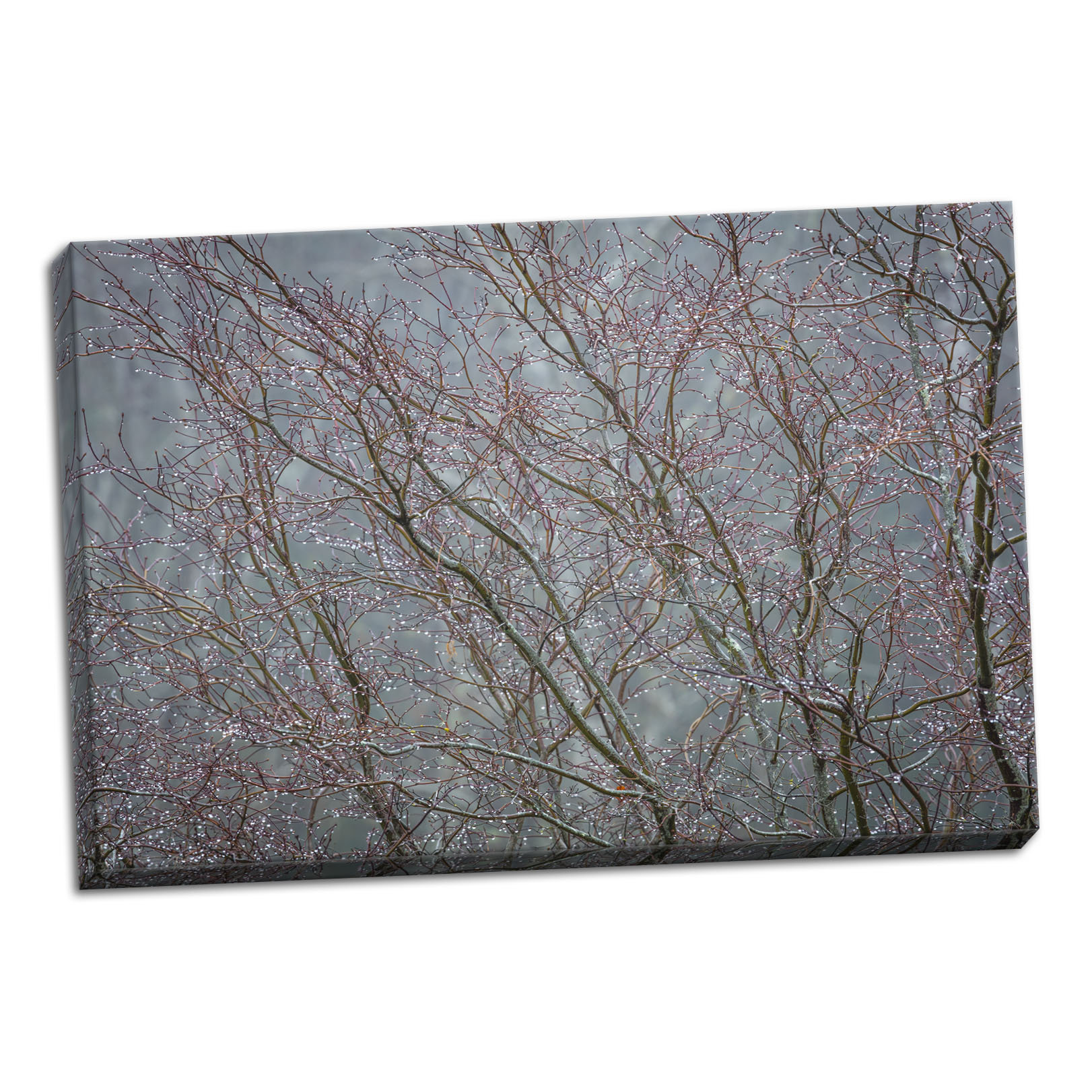 Winston Porter 'Winter Tree Limbs II' Photographic Print on Wrapped ...