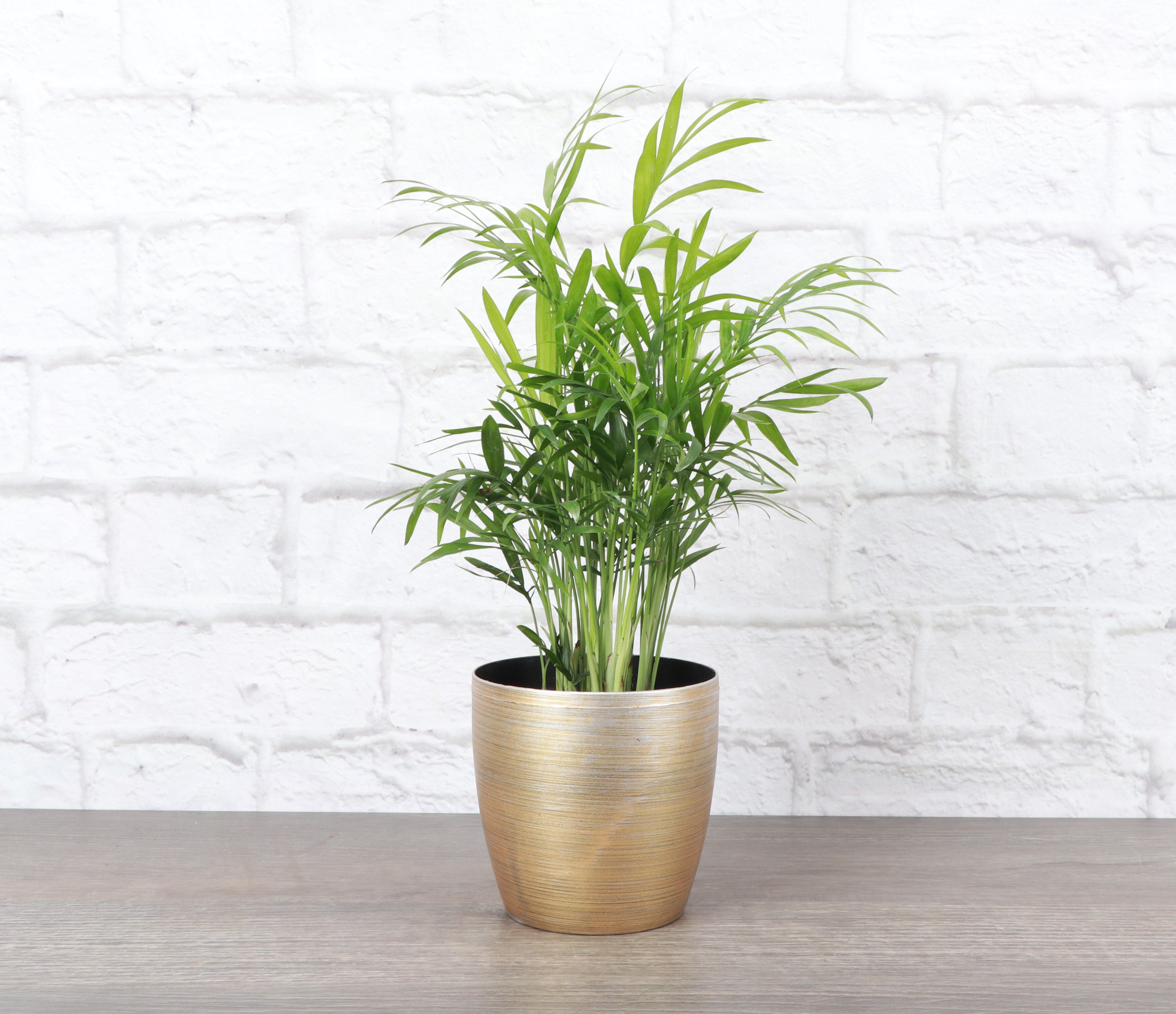 Thorsen's Greenhouse Live Neanthe Bella Palm Plant in Classic Pot | Wayfair