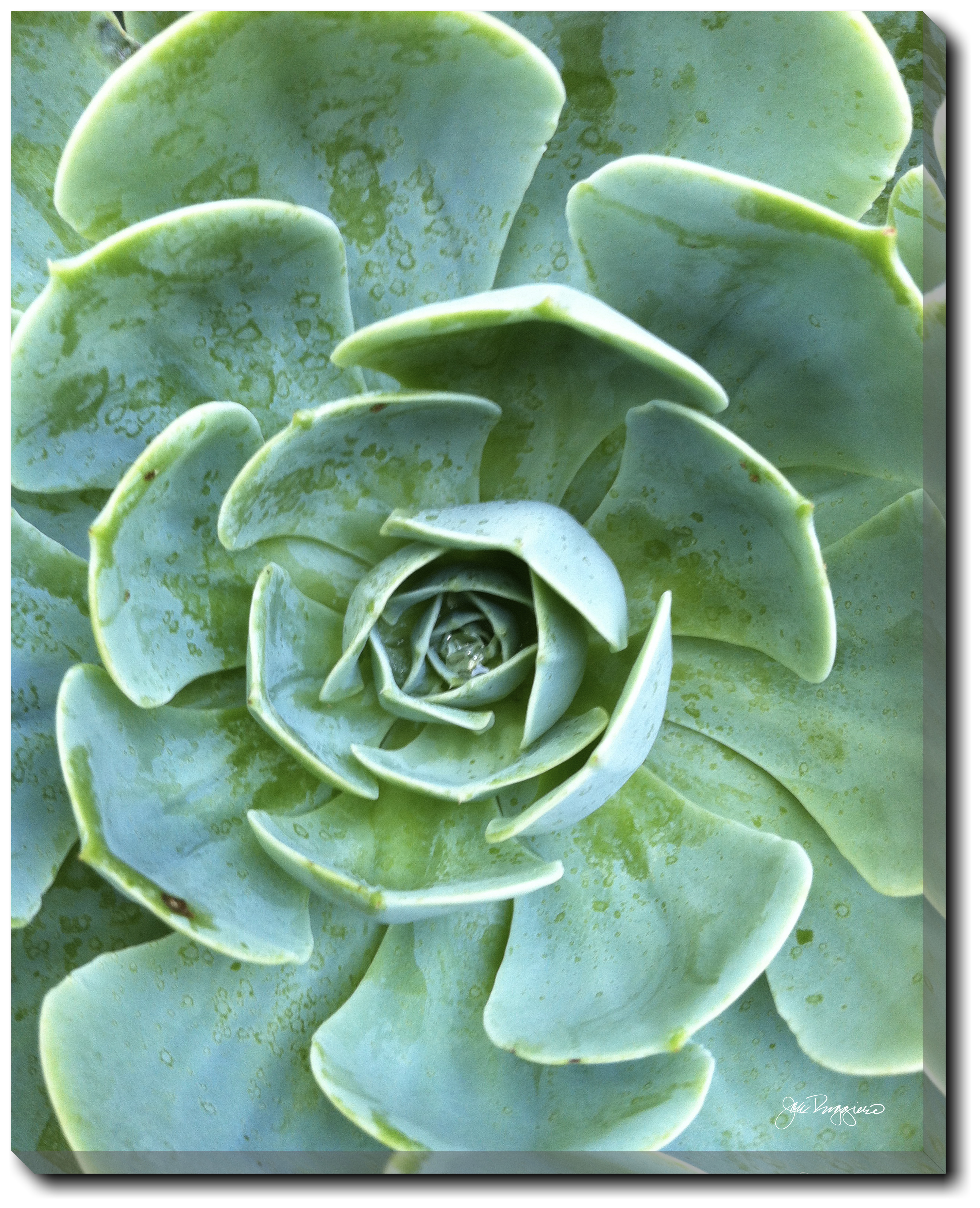 Joe Ruggiero Collection Succulent Center 1 by Joe Ruggiero - Wrapped ...