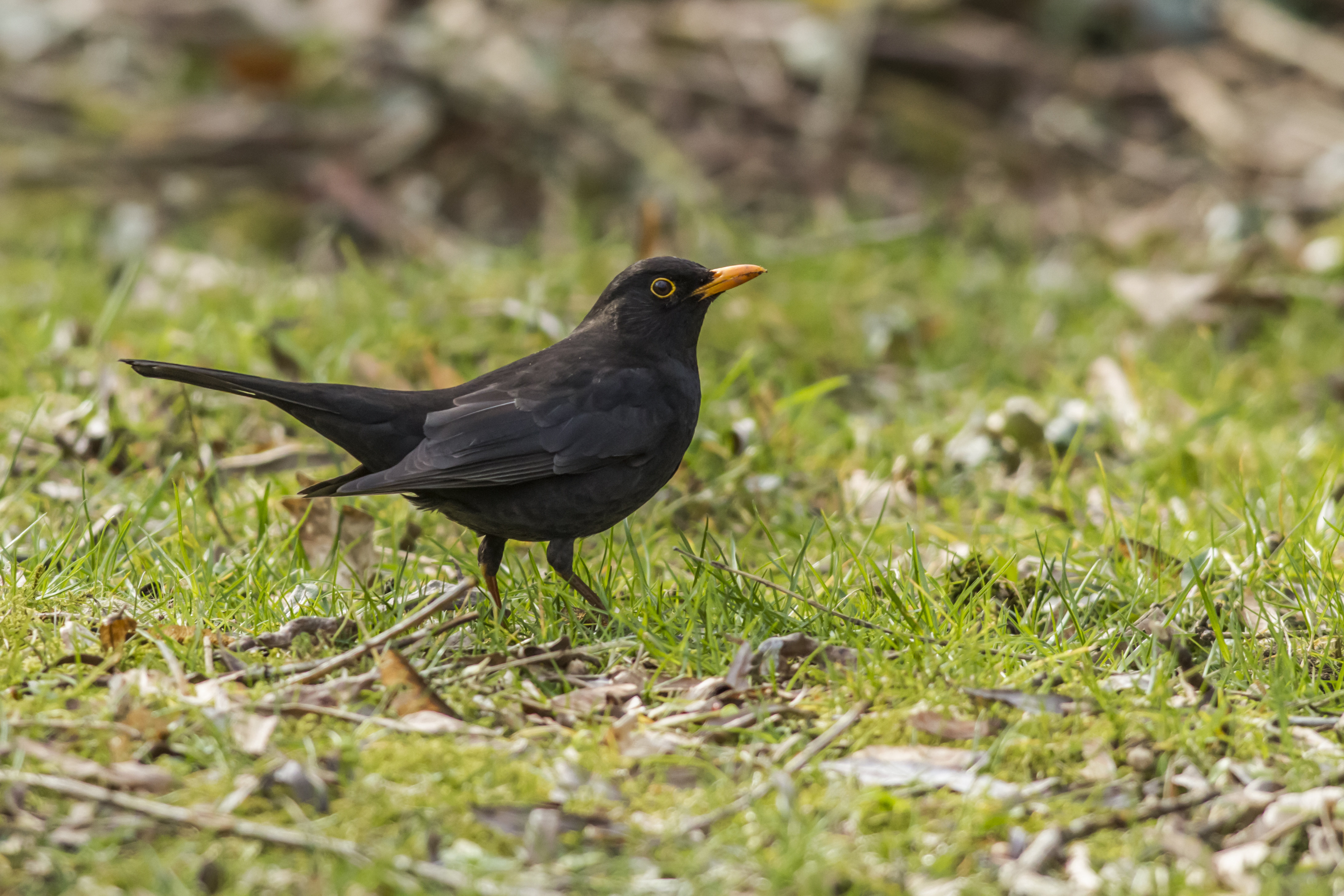 Ebern Designs Blackbird (Turdus Merula) by Rosemarie Kappler - Wrapped ...