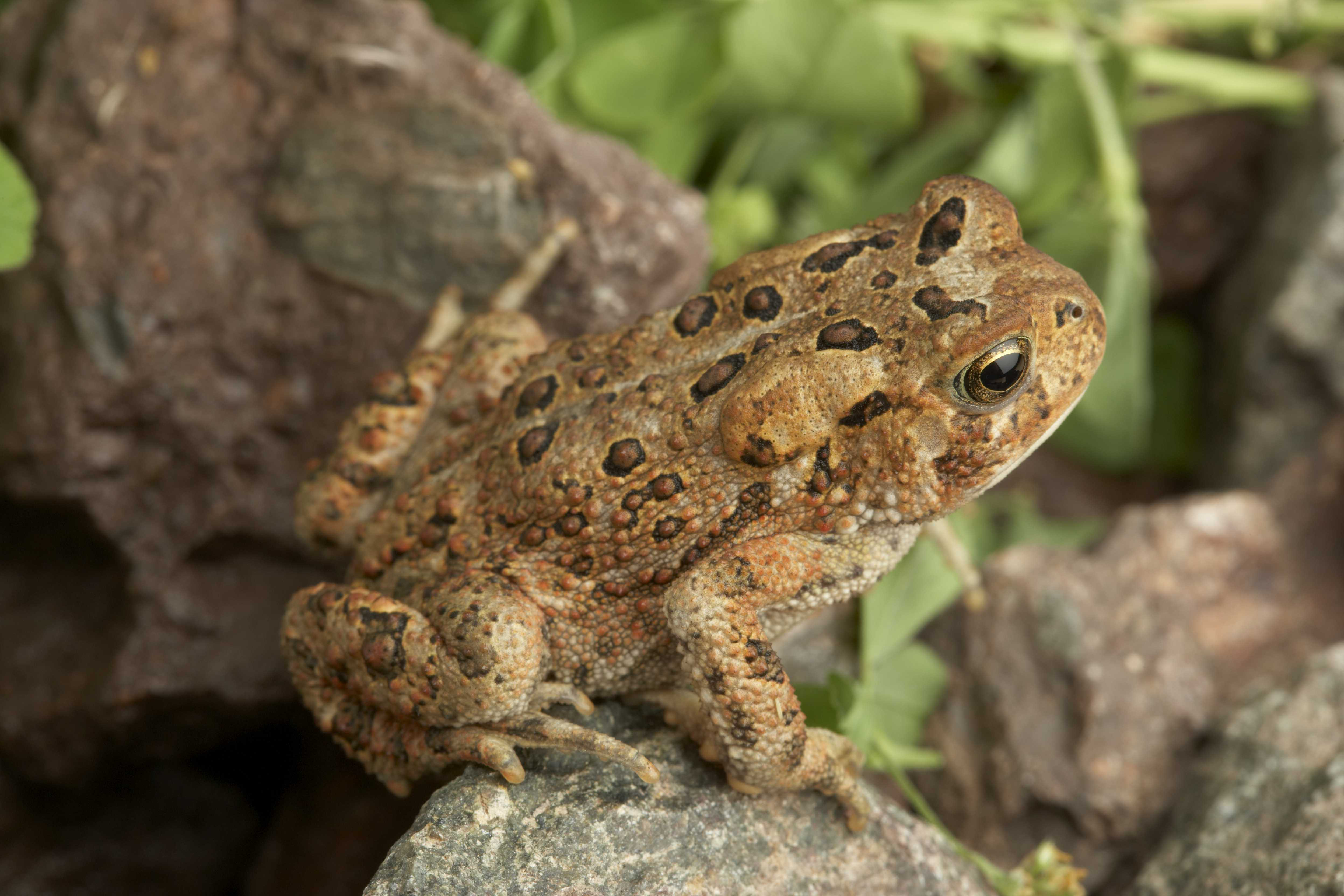 Bay Isle Home™ American Toad on Rock by Creativeimagery - Wrapped ...