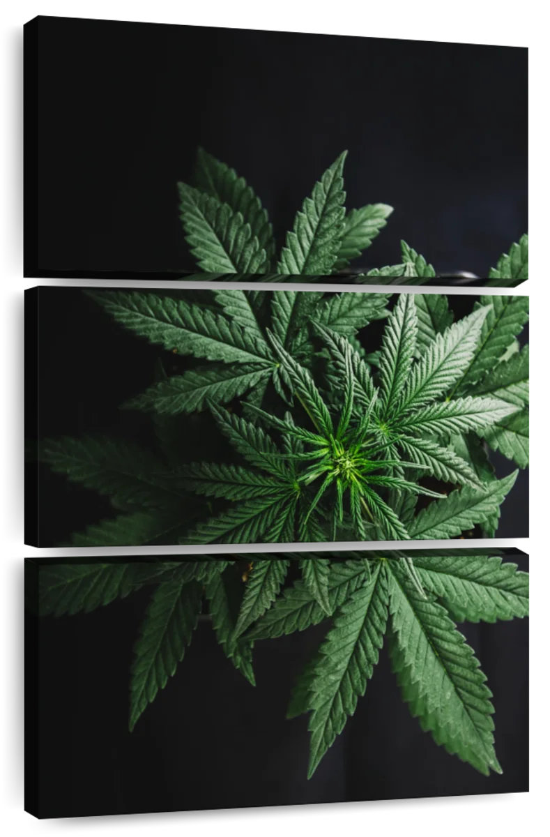 Elephant Stock Cannabis Leaves | Wayfair