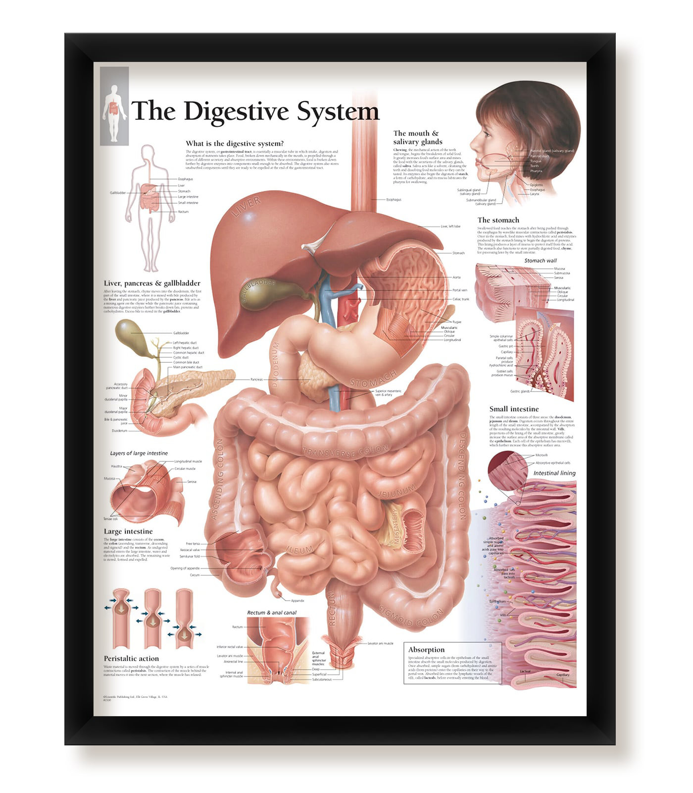 Gastrointestinal Anatomy Posters