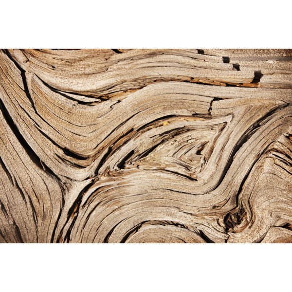 Metro Lane Juniper Tree Wood by ChuckSchugPhotography - Print | Wayfair ...