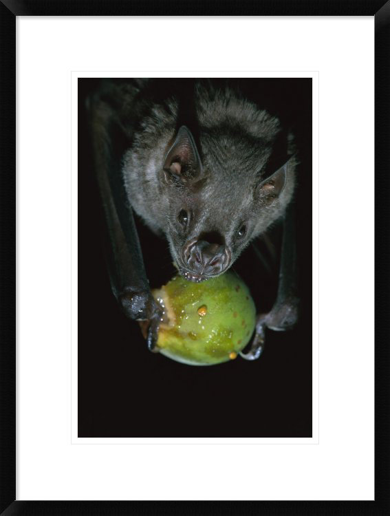 Global Gallery 'White-Throated Round-Eared Bat Eating a Fig, Barro ...