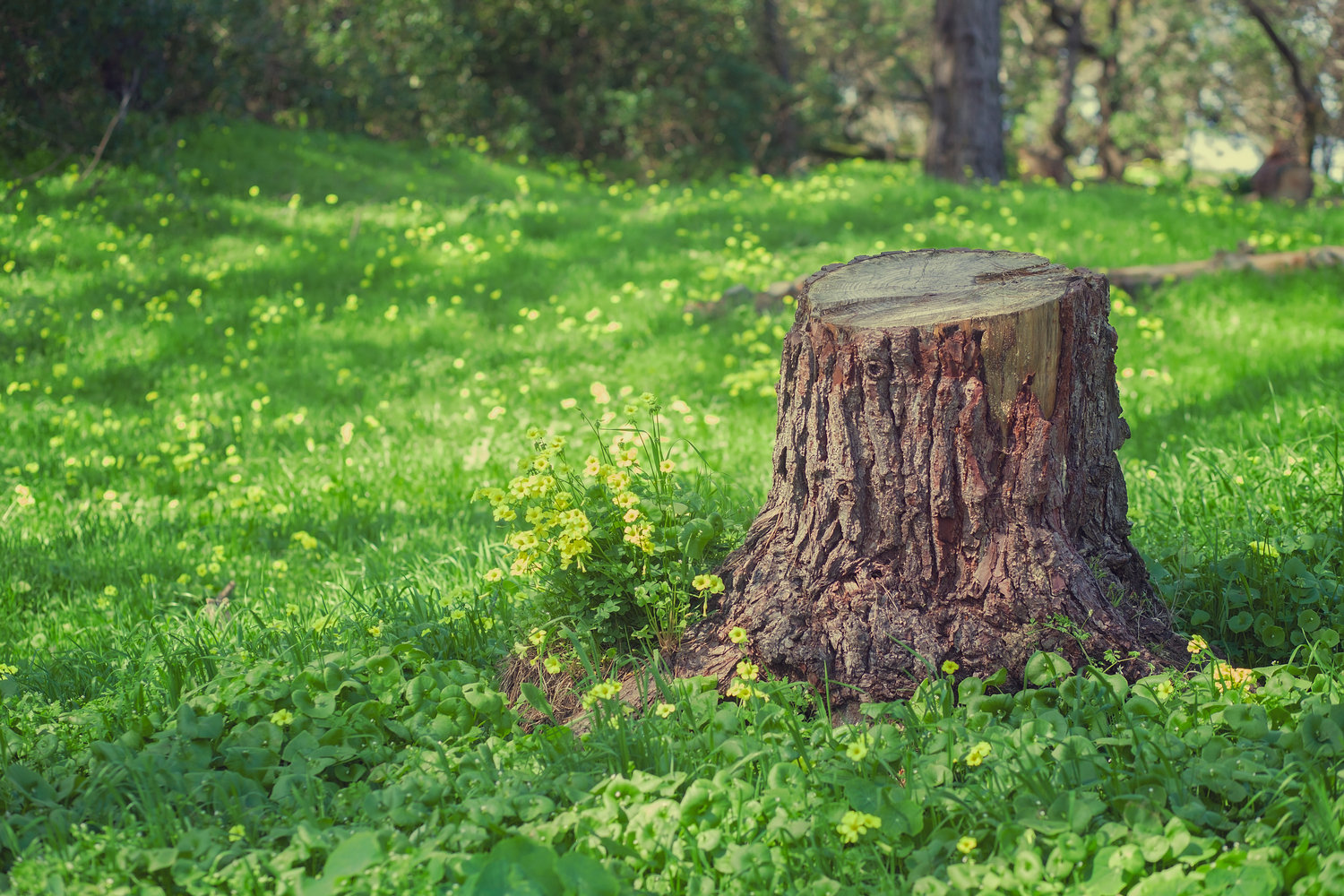 Ebern Designs Tree Trunk Stump by - Wrapped Canvas Photograph - Wayfair ...