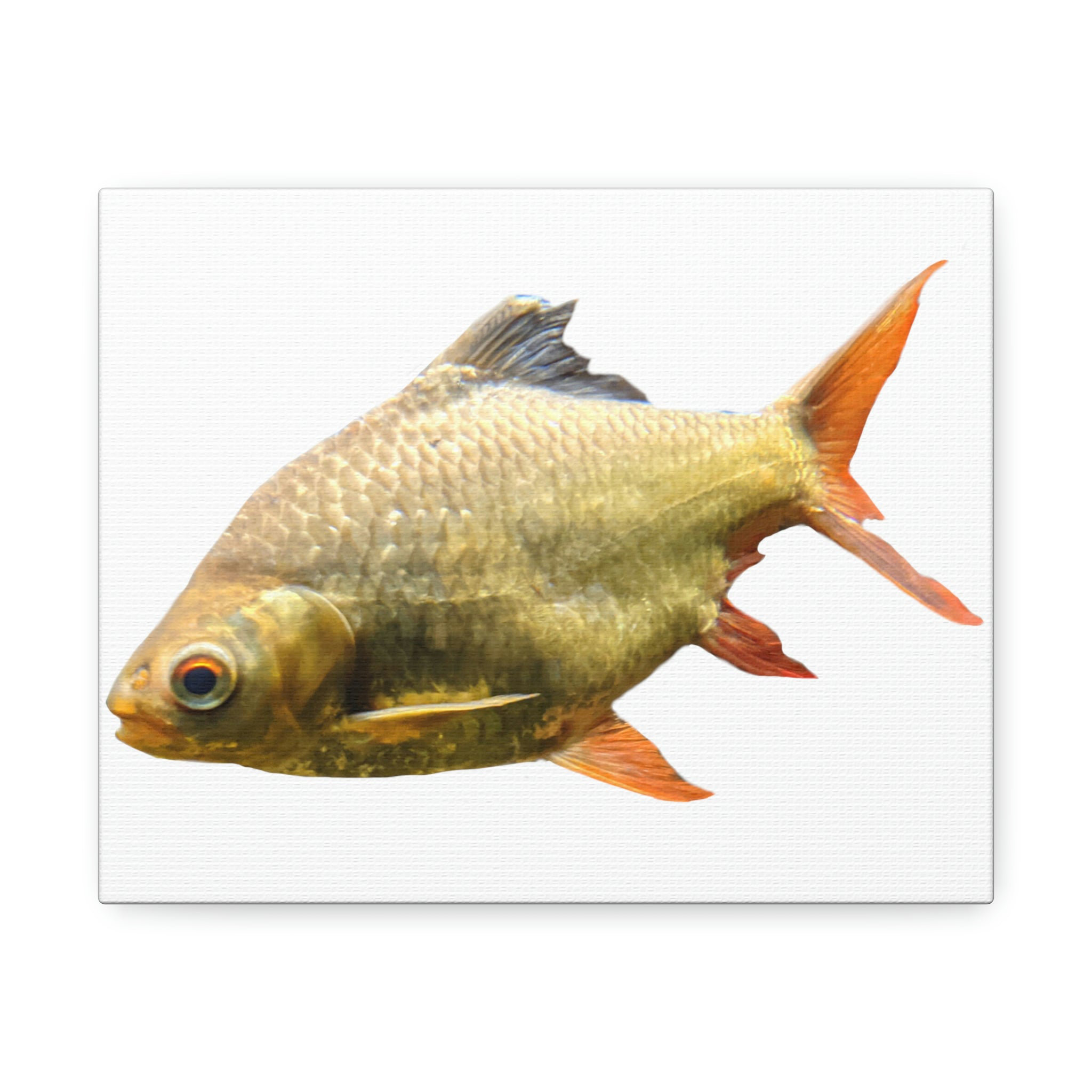 Rosecliff Heights Yellow Fish On Canvas by Leonardo Da Vinci Print ...