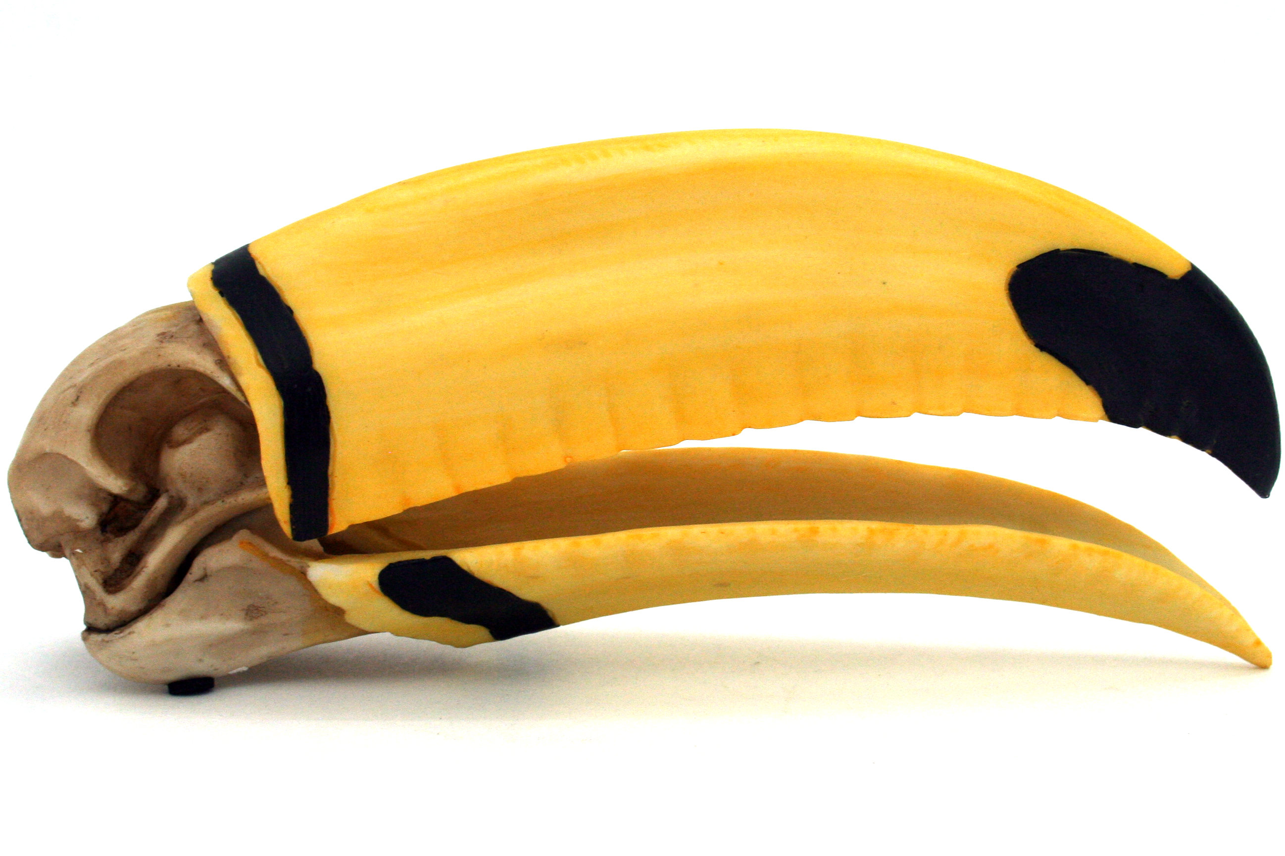 The Holiday Aisle® Toucan Skull | Wayfair