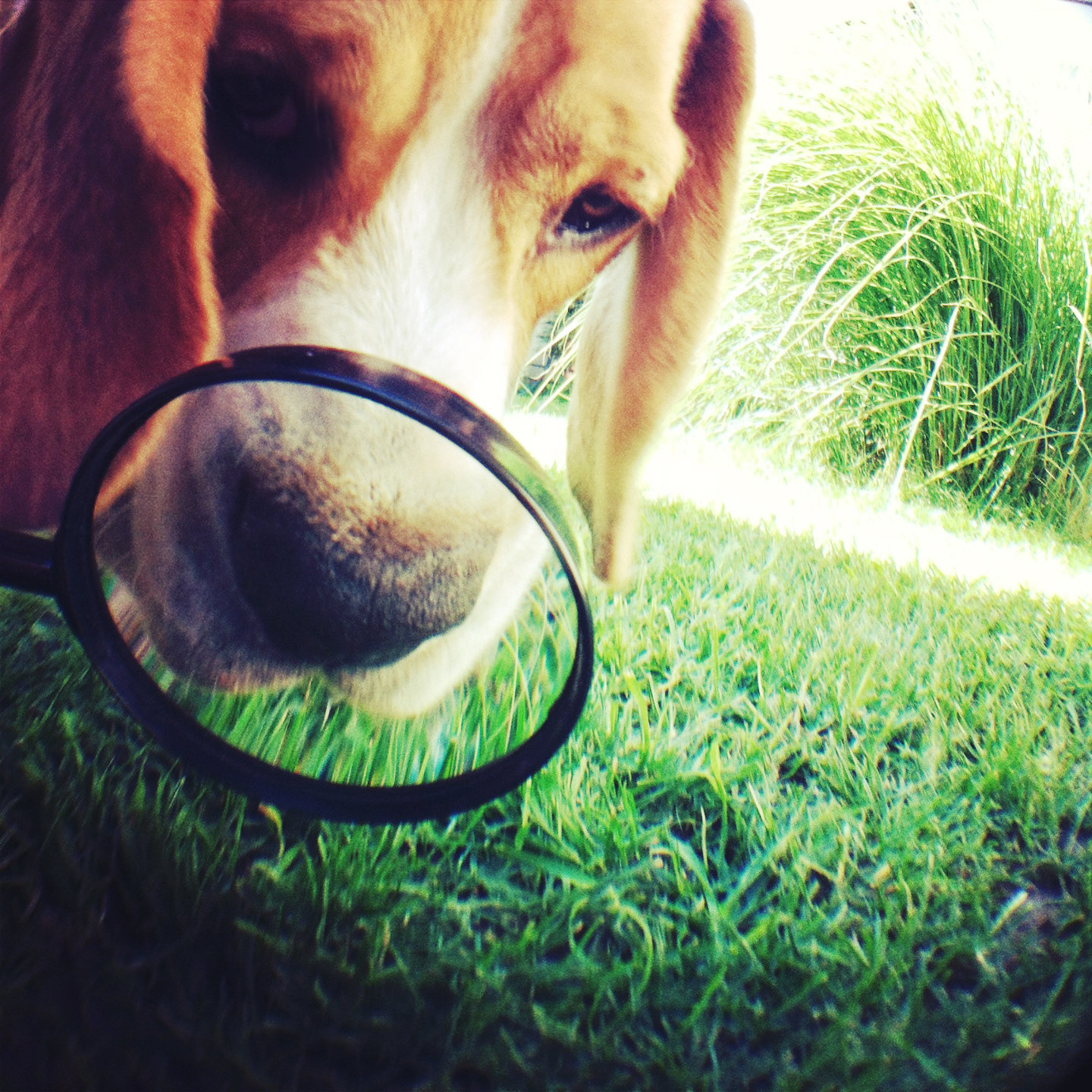 Ebern Designs Explorer Dog by Aleksandarnakic | Wayfair