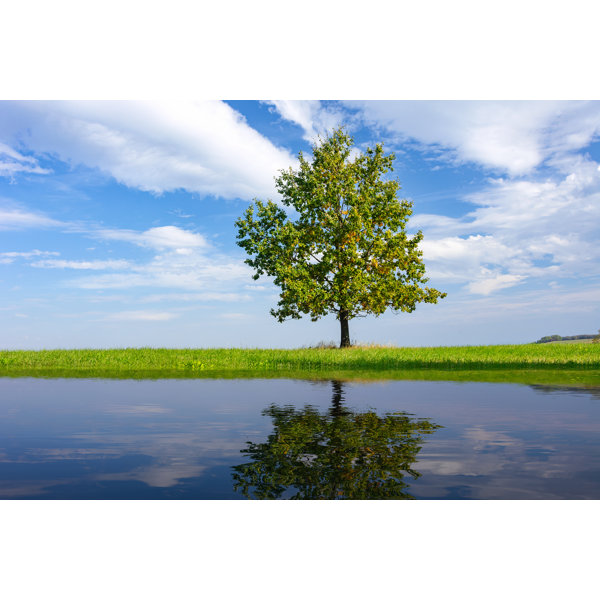 Latitude Run Ivana Lonely Tree - Wrapped Canvas Photograph | Wayfair.co.uk