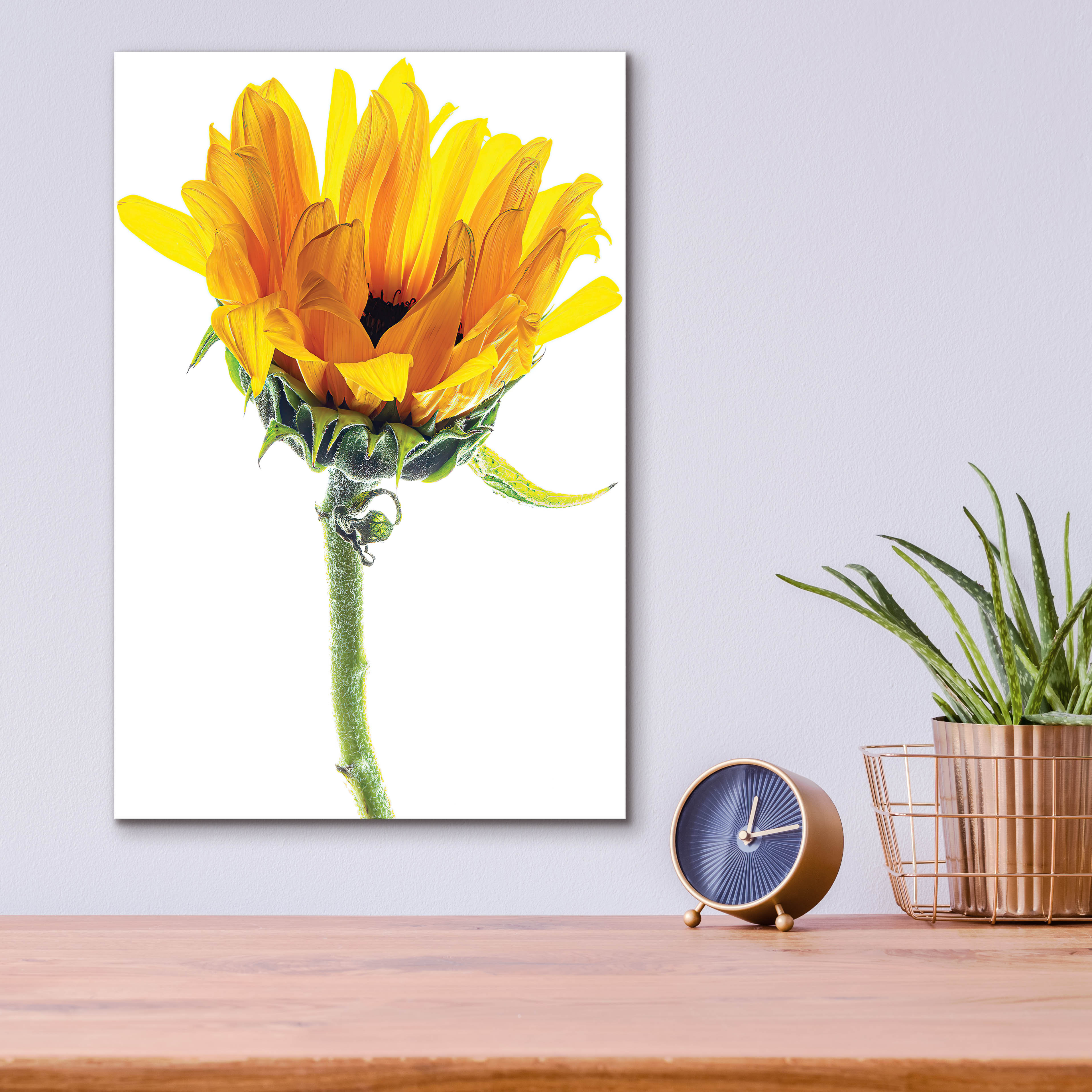 Gracie Oaks " Sunflower In The Sun " by Pamela Plummer | Wayfair