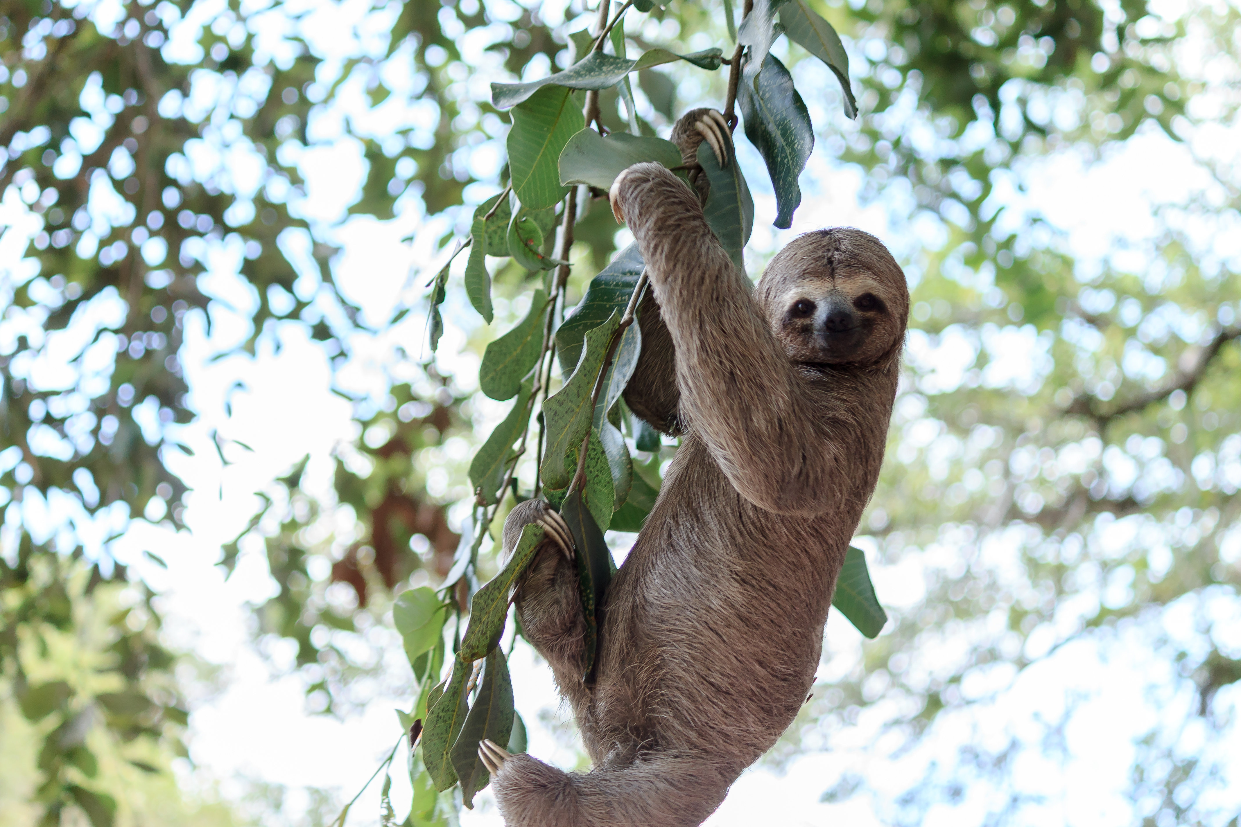 Ebern Designs Sloth Climbing Tree in Nature Reserve in Brazil by ...