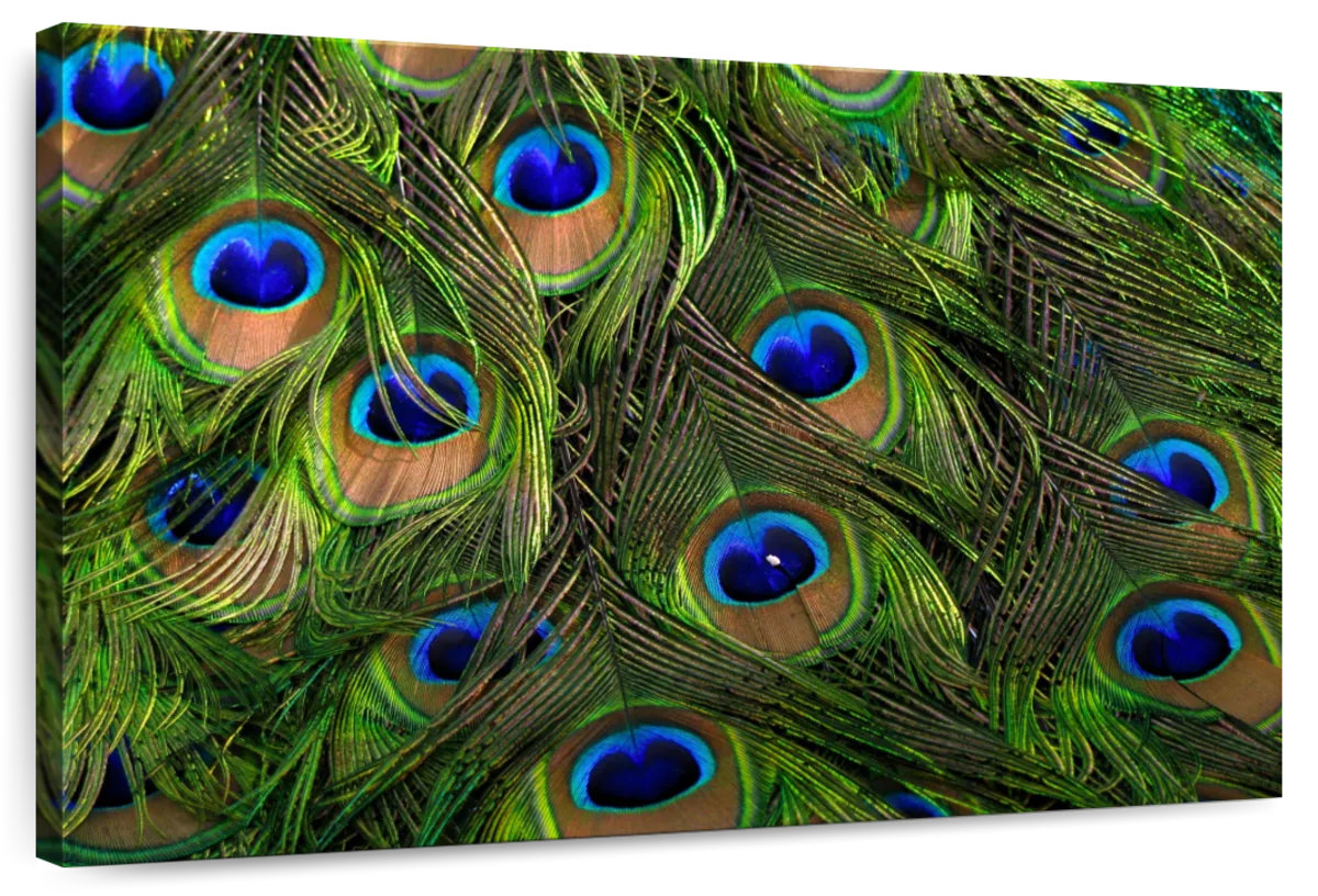Ebern Designs Brampt Silky Peacock Feathers | Wayfair