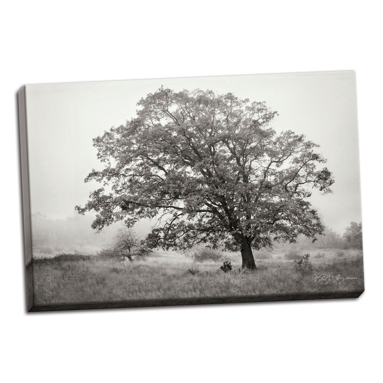 Winston Porter 'Burning Oak V' Photographic Print on Wrapped Canvas ...