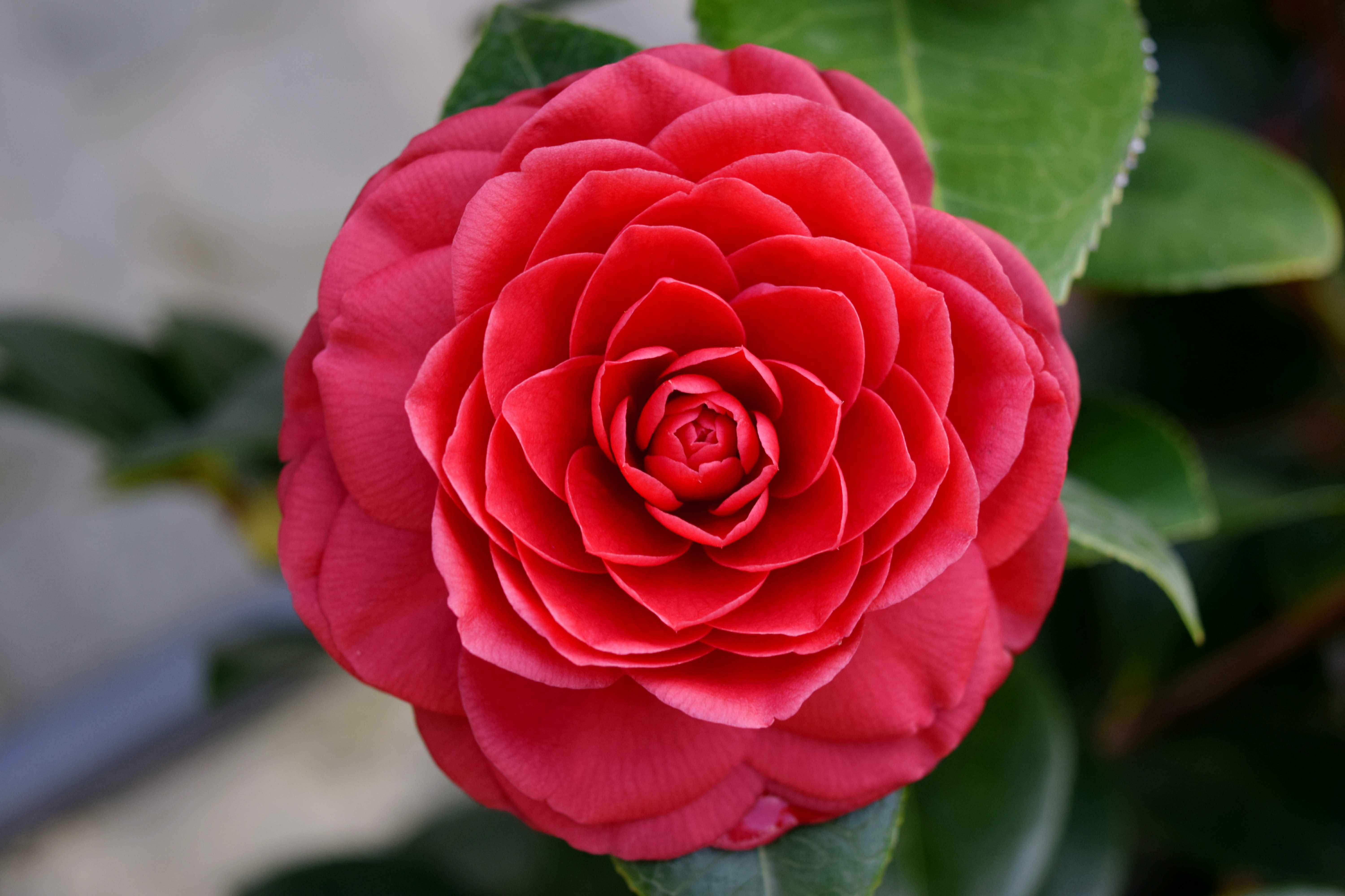 Ebern Designs Red Camellia Flower - Wrapped Canvas Photograph | Wayfair