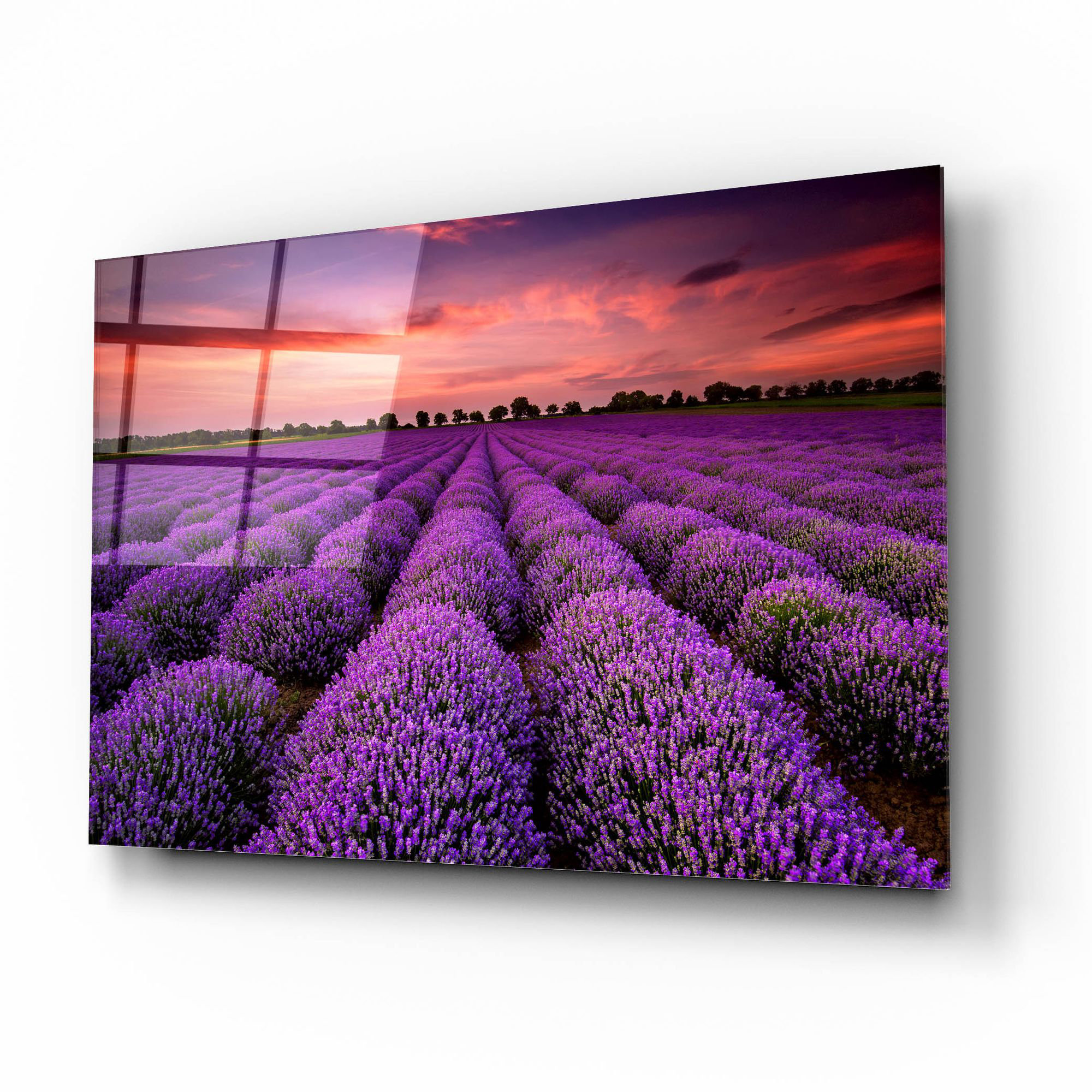 Ebern Designs Lavender Fields On Plastic / Acrylic by Epic Portfolio ...