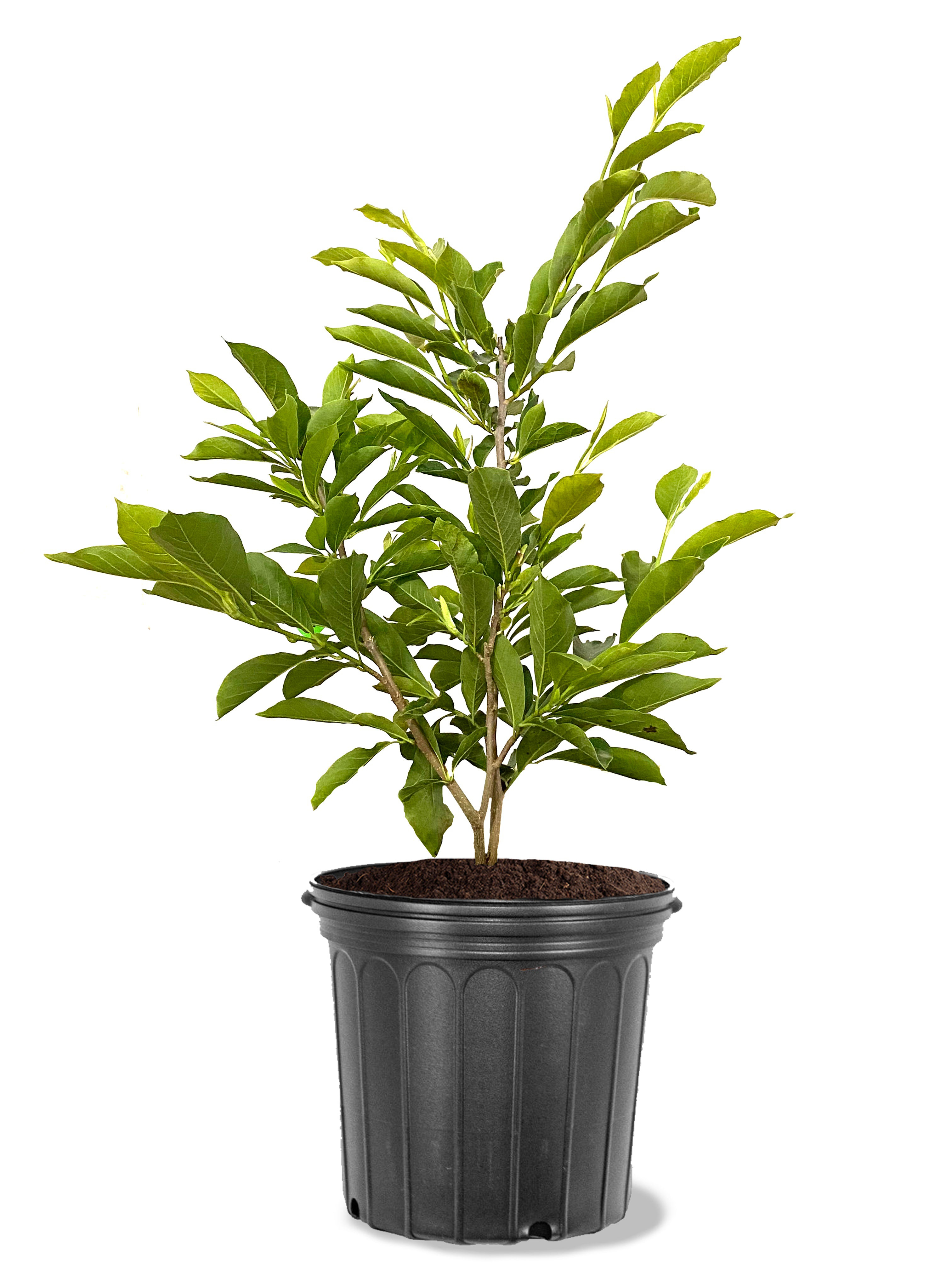 American Plant Exchange Flowering Tree Live Jane Magnolia, 5-Gallon Pot ...