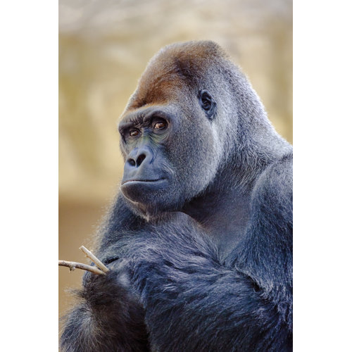 Millwood Pines Silverback Gorilla On Canvas by Lekcej Print - Wayfair ...