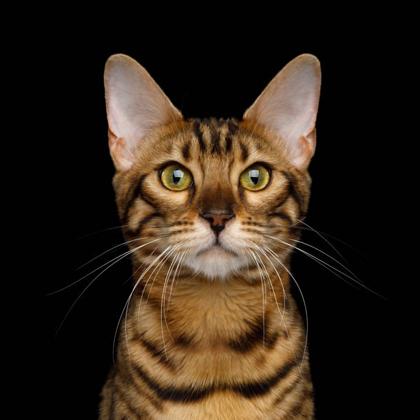 Ebern Designs Malcomb Bengal Cat On Canvas by Seregraff Photograph ...