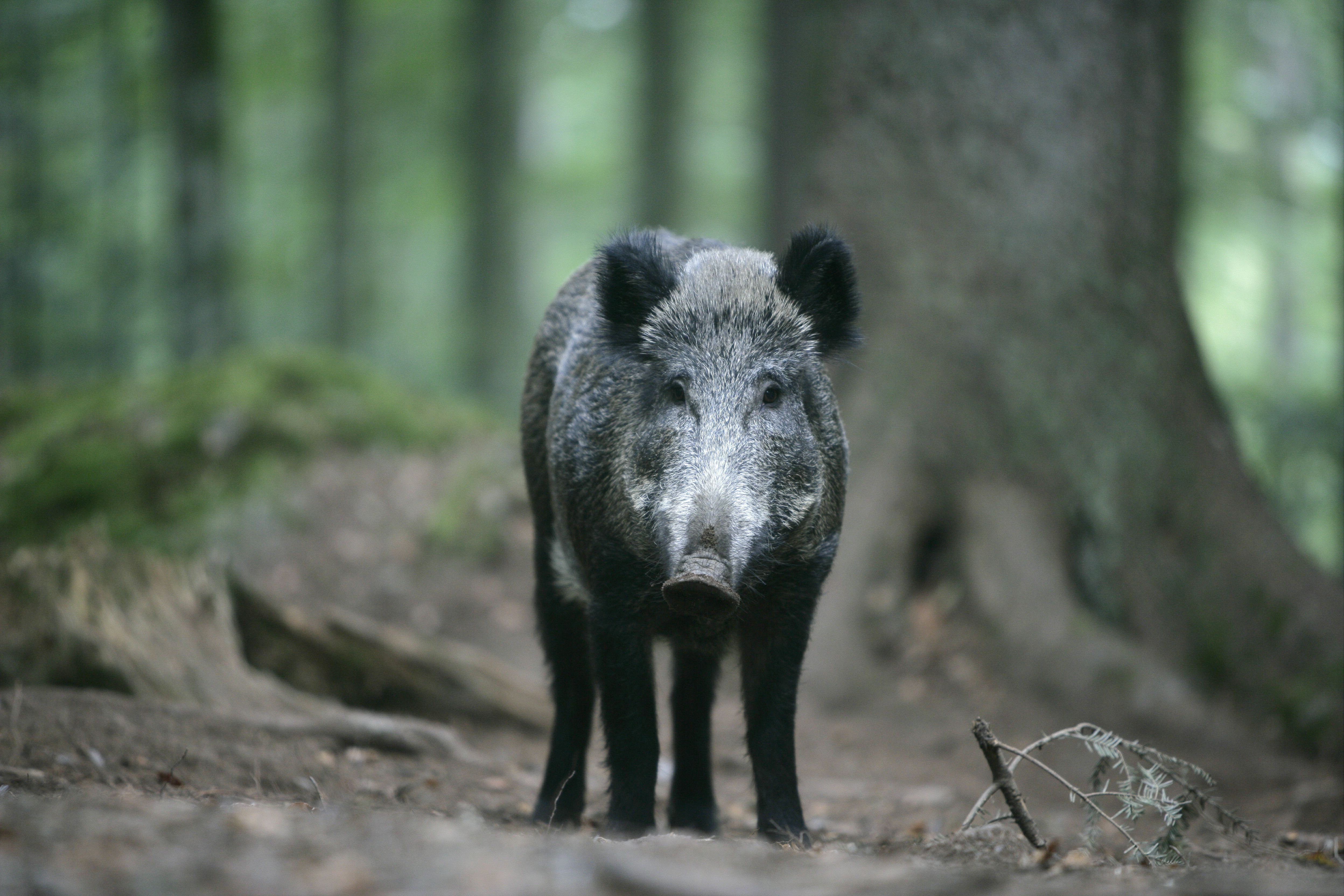 Ebern Designs Wild Boar by Mikelane - Wrapped Canvas Photograph | Wayfair