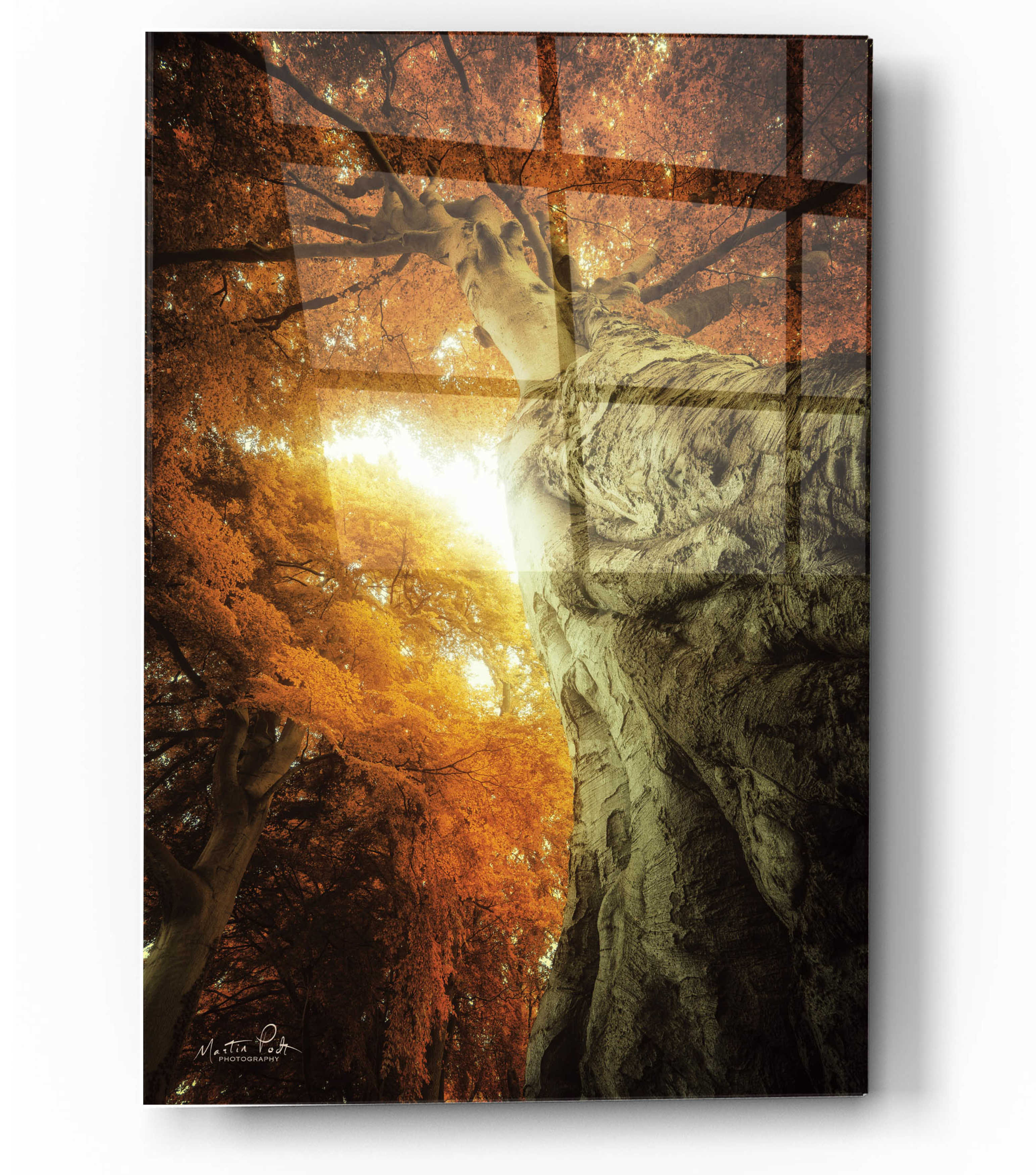 Loon Peak® Martin Podt " Look Up Autumn " by Martin Podt | Wayfair